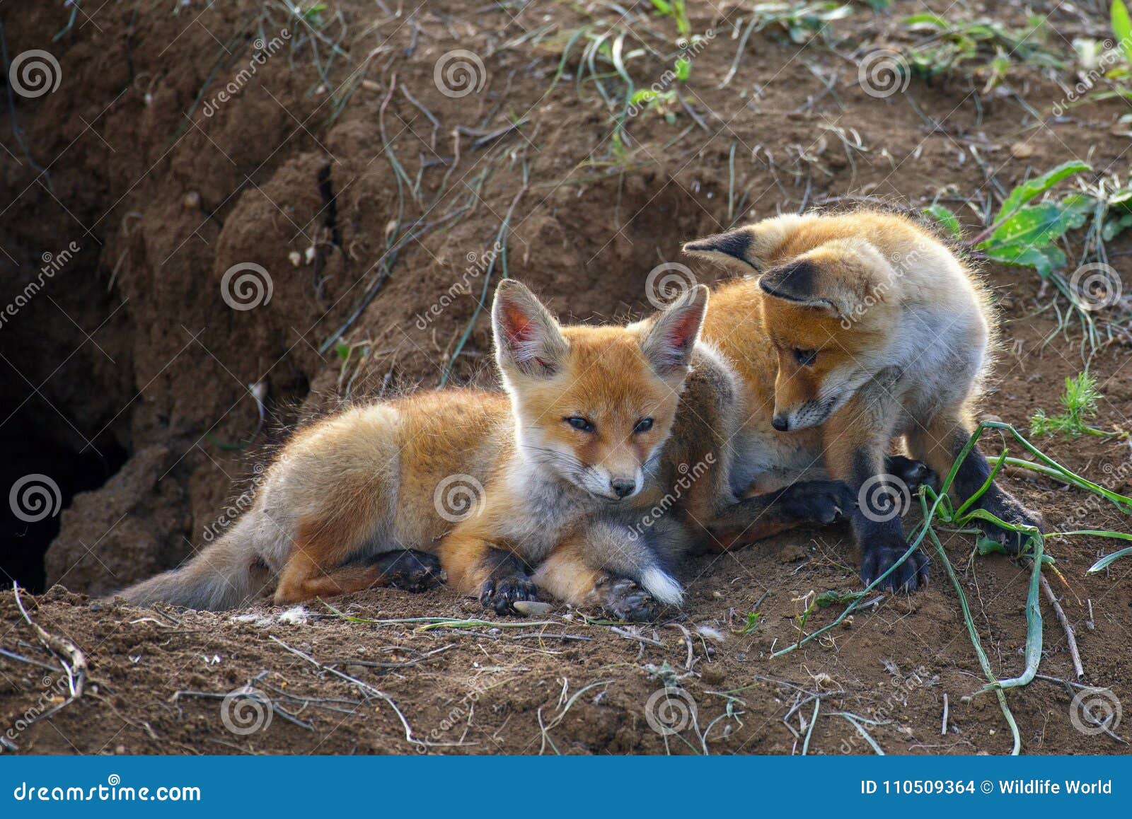 Two Young Red Fox Playing Near His Hole Stock Photo - Image of crimea ...