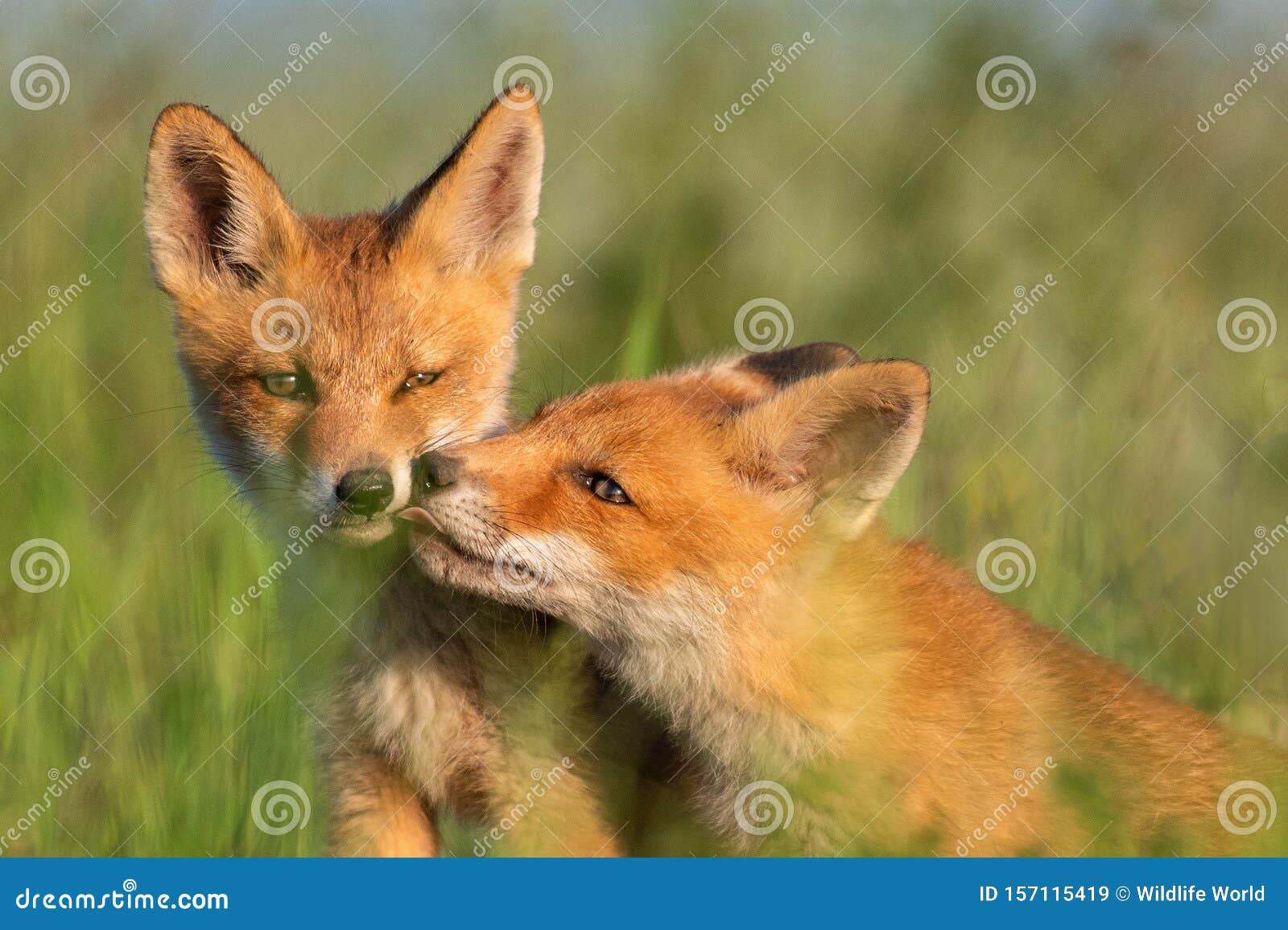 Two Young Red Foxes in Grass on a Beautiful Light Stock Image - Image ...