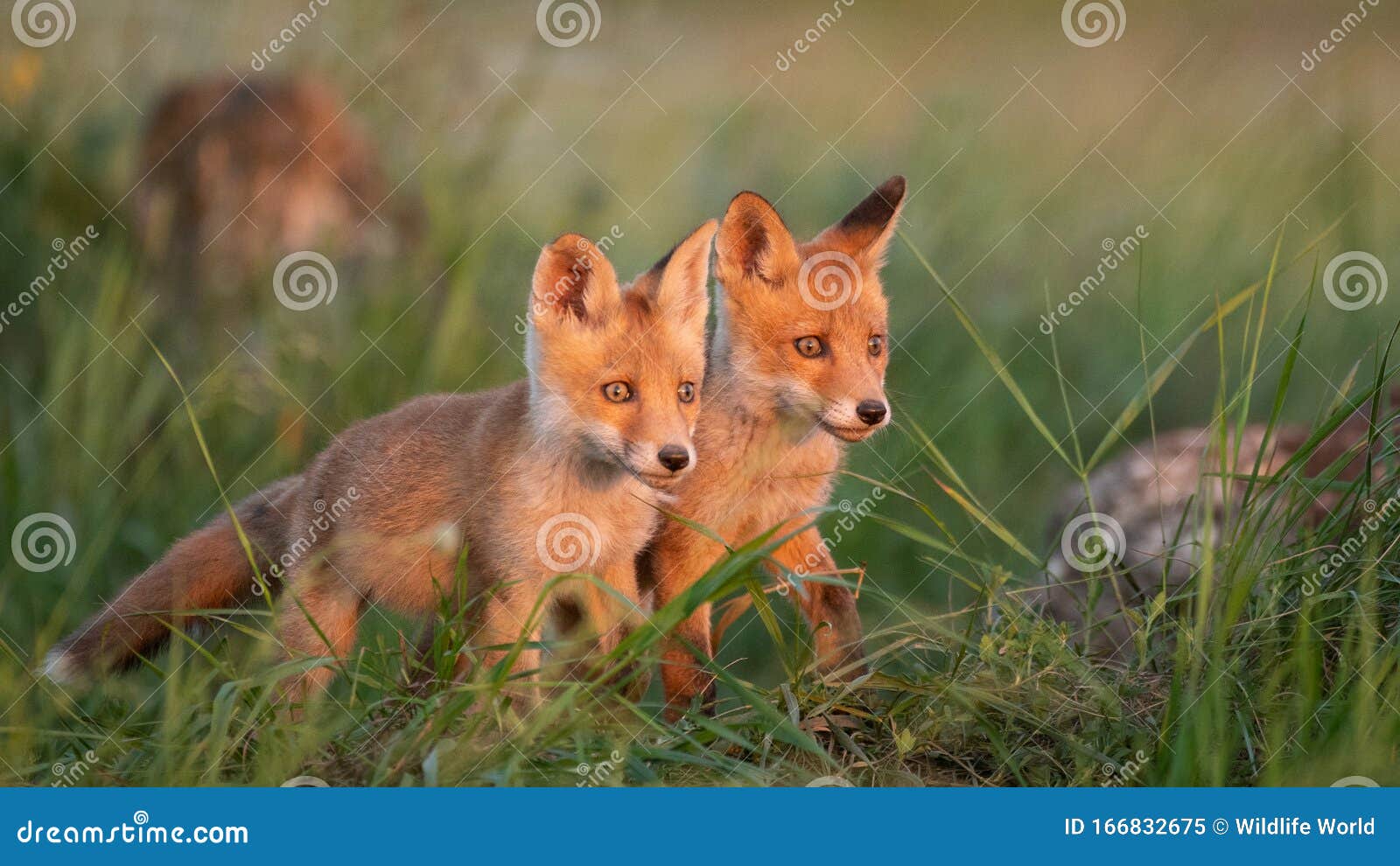 Two Young Red Foxes in Grass on a Beautiful Light Stock Image - Image ...