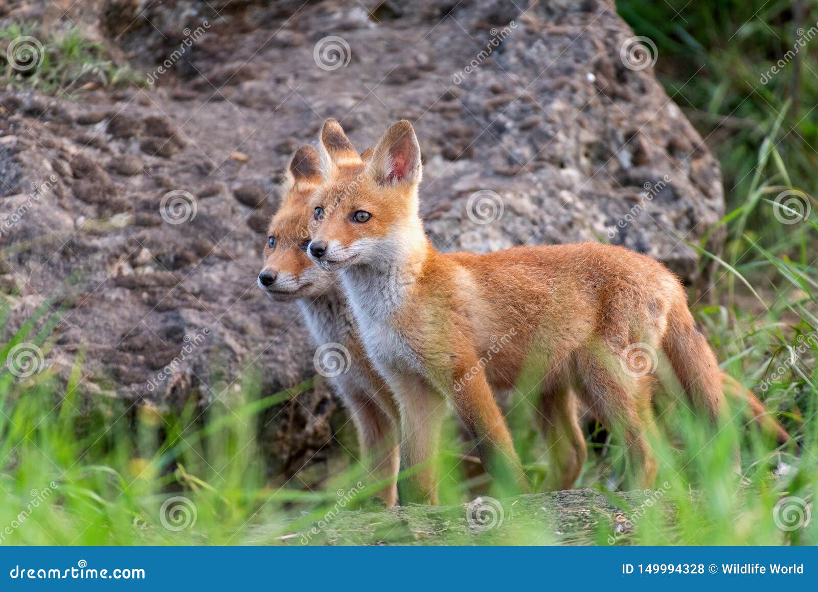 Two Young Red Foxes Stands in the Grass Near His Hole Stock Photo ...