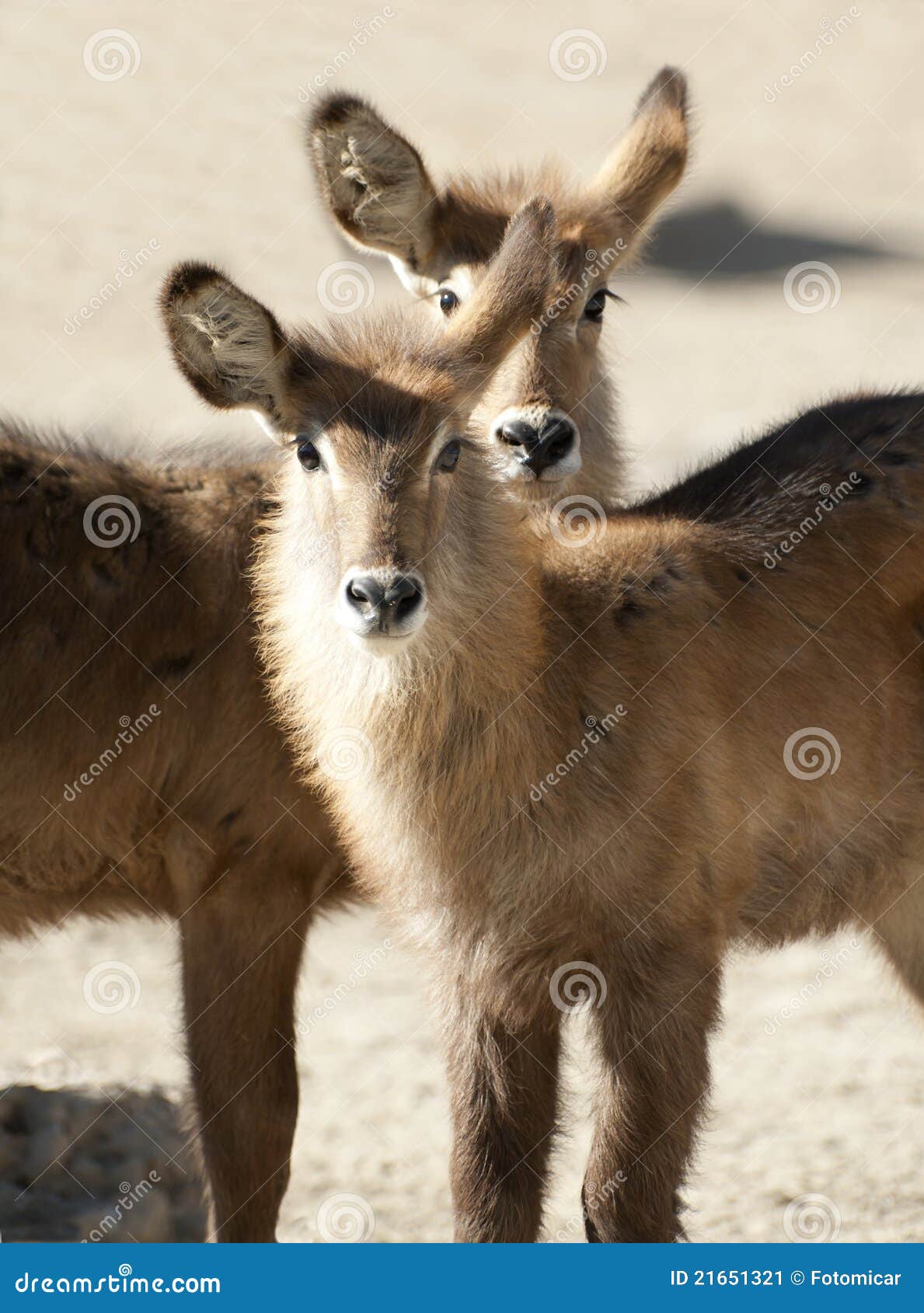 Two young Red Lechwe stock image. Image of belly, young - 21651321