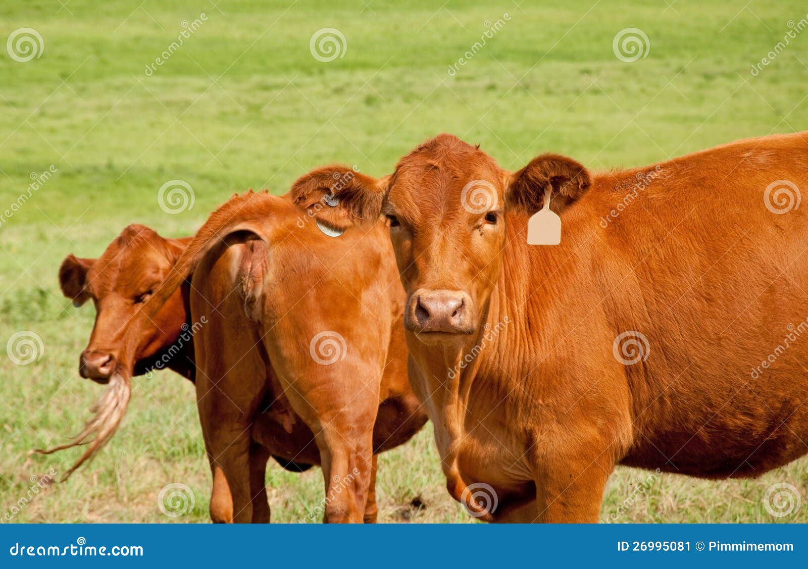 Two young red steers stock image. Image of spaces, wide - 26995081