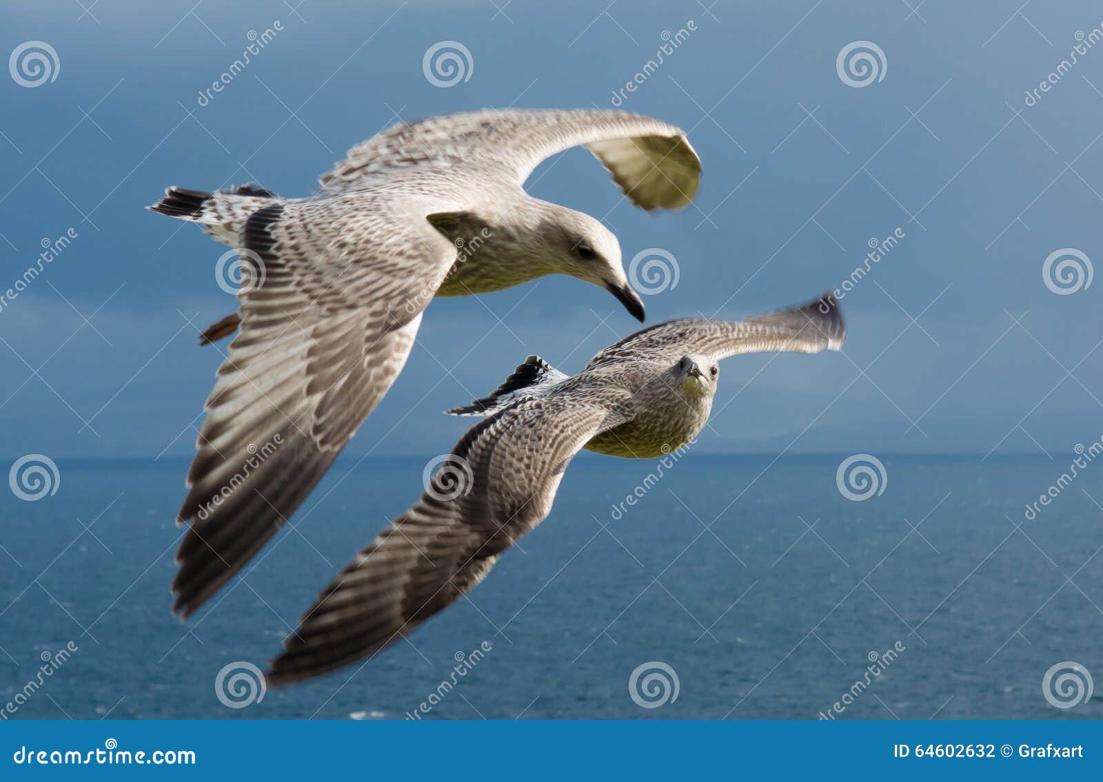 Two Young Seagulls Flying Formation Stock Photo - Image of pair, bird ...