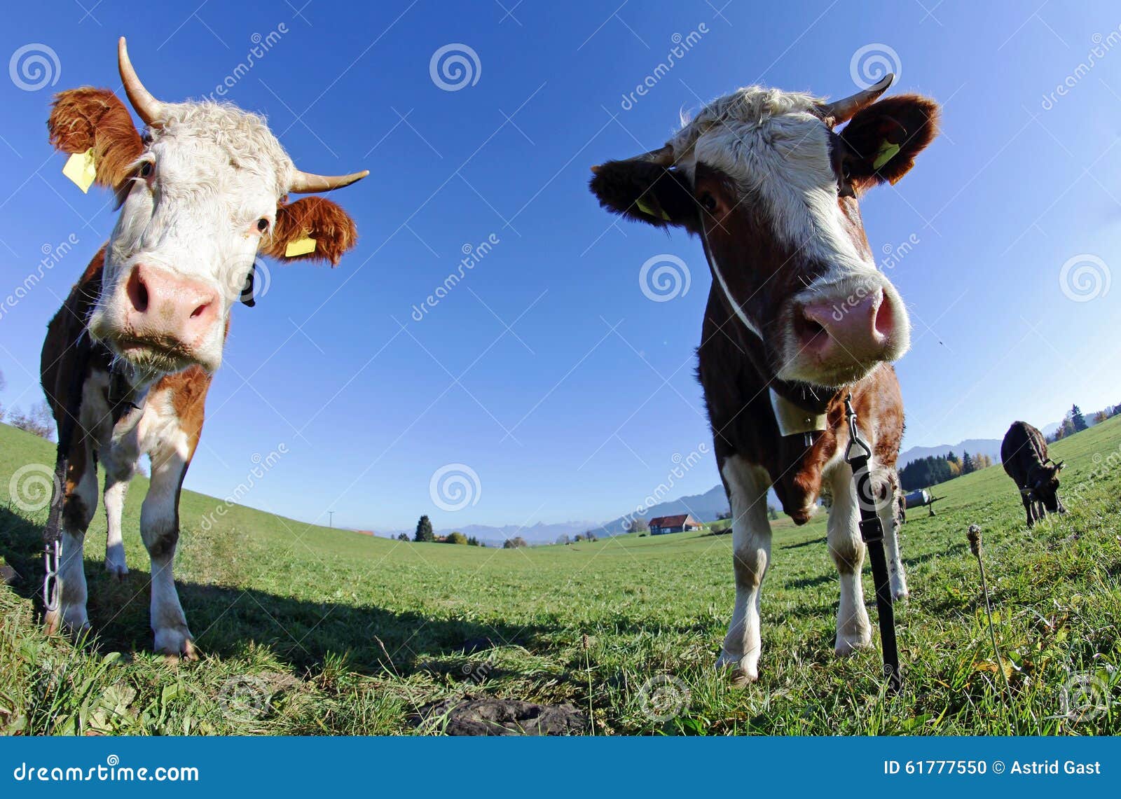 Two young Simmental cattle stock photo. Image of cows - 61777550
