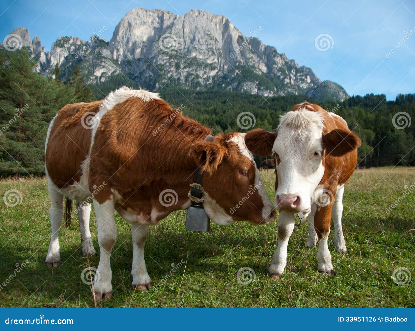 Two Young Simmentaler Dairy Cows Stock Photo - Image of close, field ...