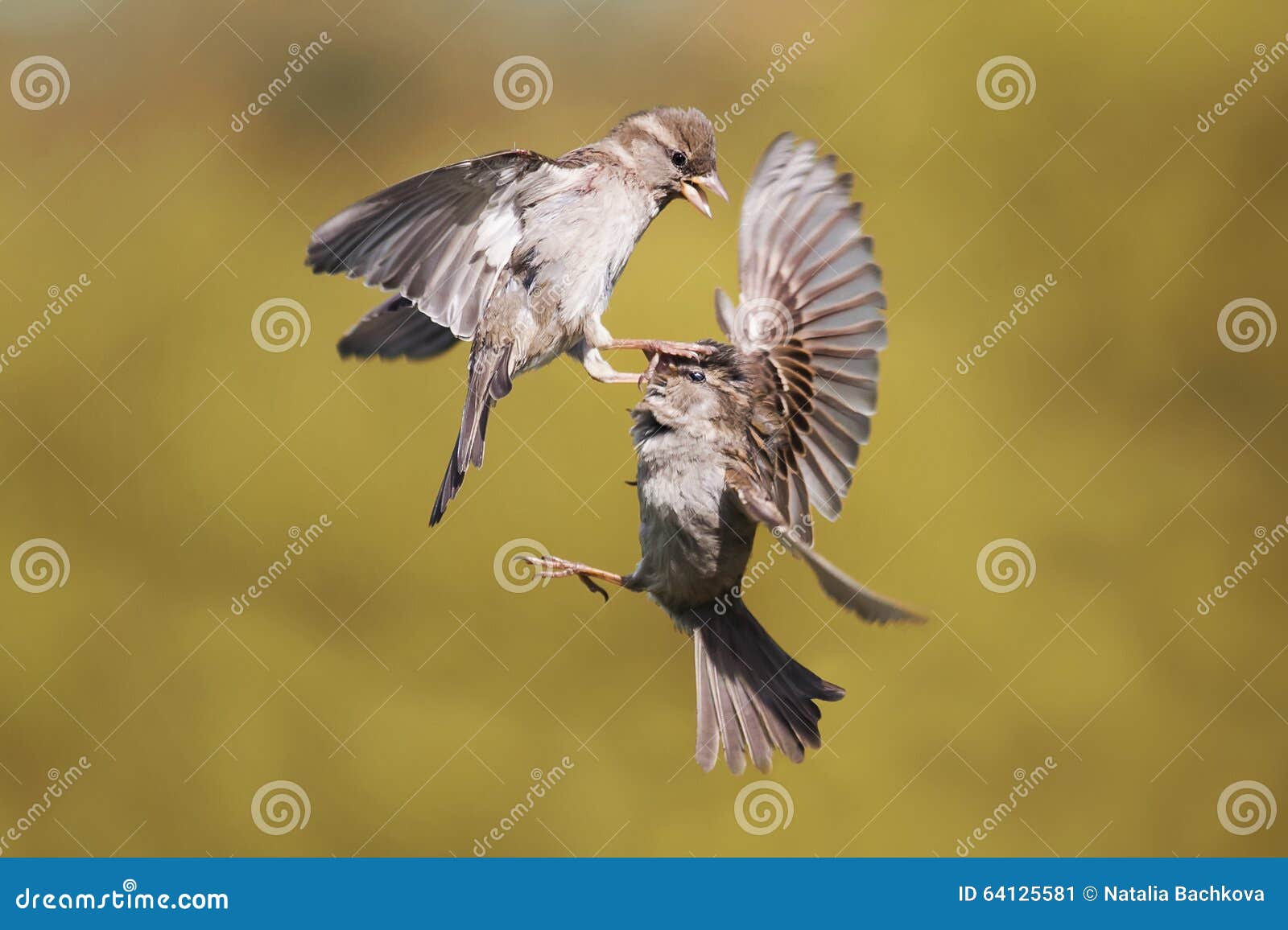 Two Young Sparrow Put Up a Fight Stock Image - Image of open, wings ...
