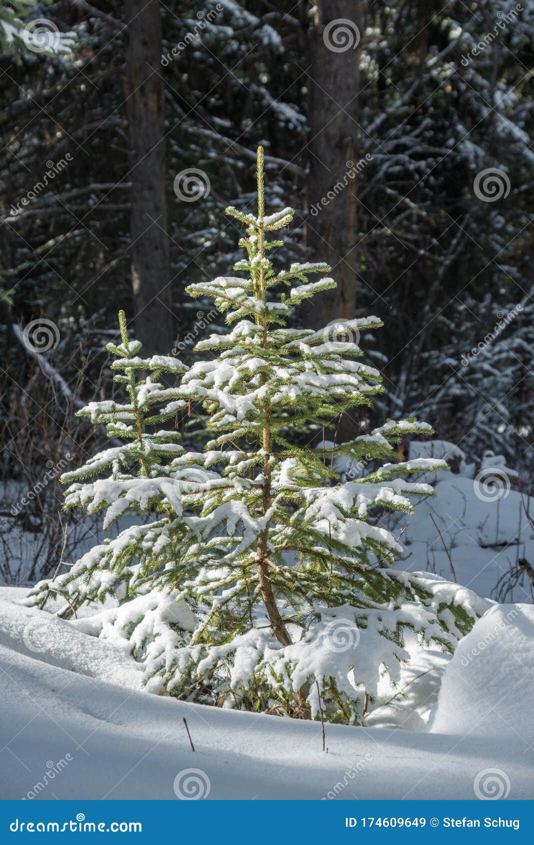 Two Young Spuce in Winter stock image. Image of forest - 174609649