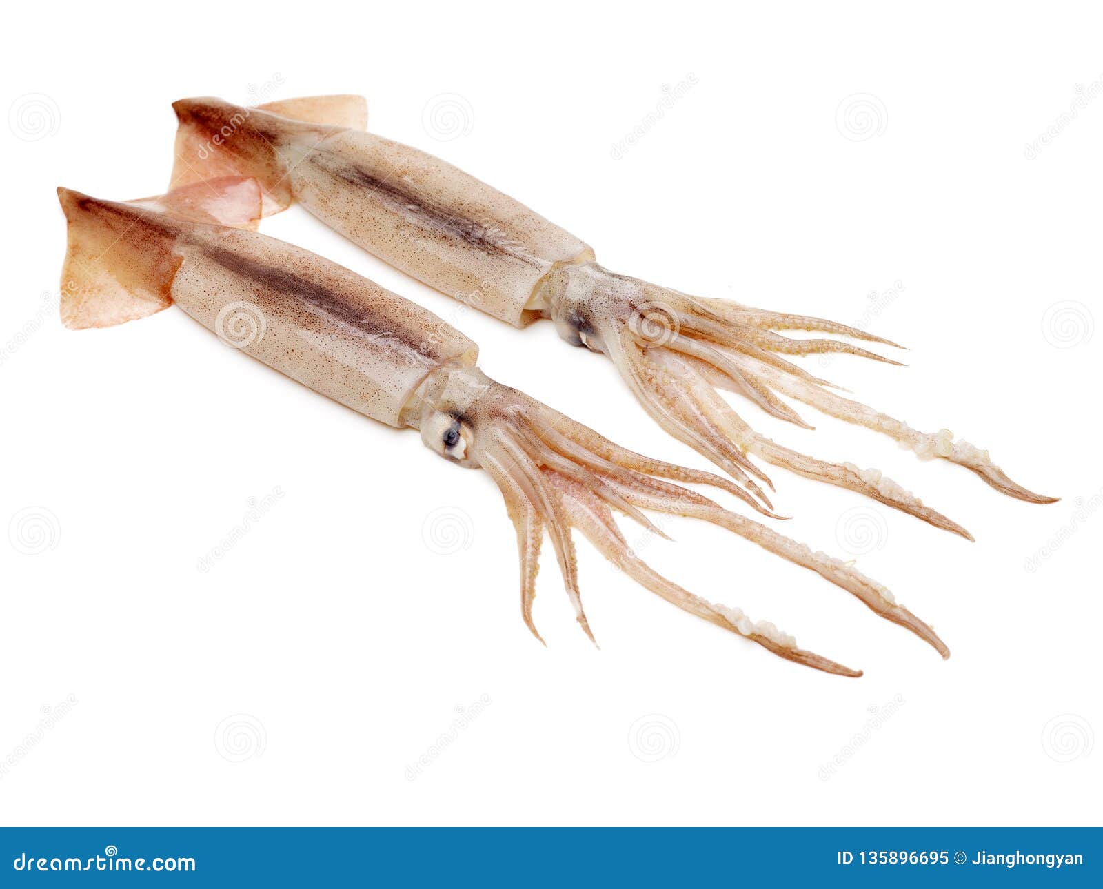 Two young squid stock image. Image of isolated, diet - 135896695