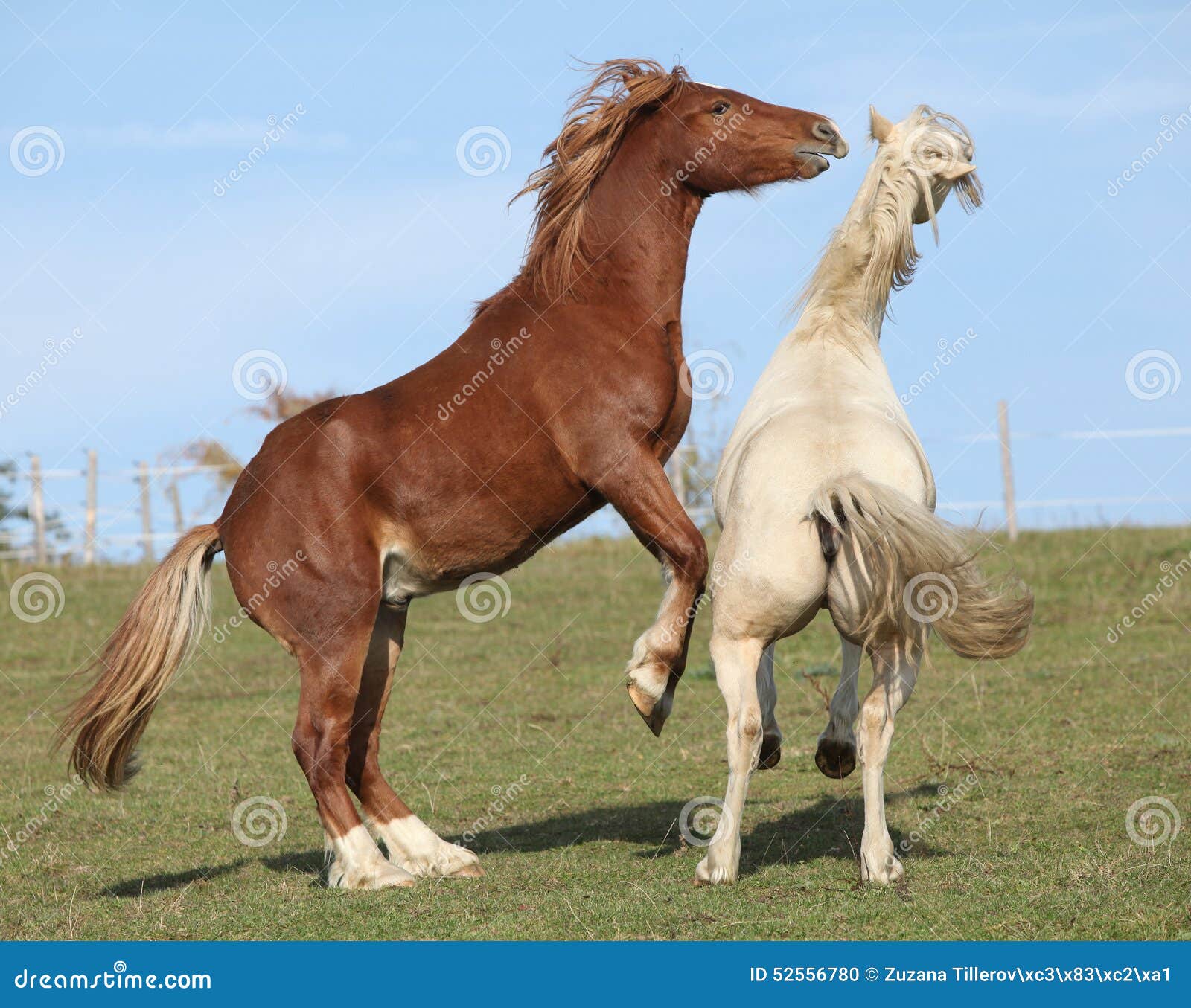 Two Young Stallions Playing Together Stock Photo - Image of white, fast ...