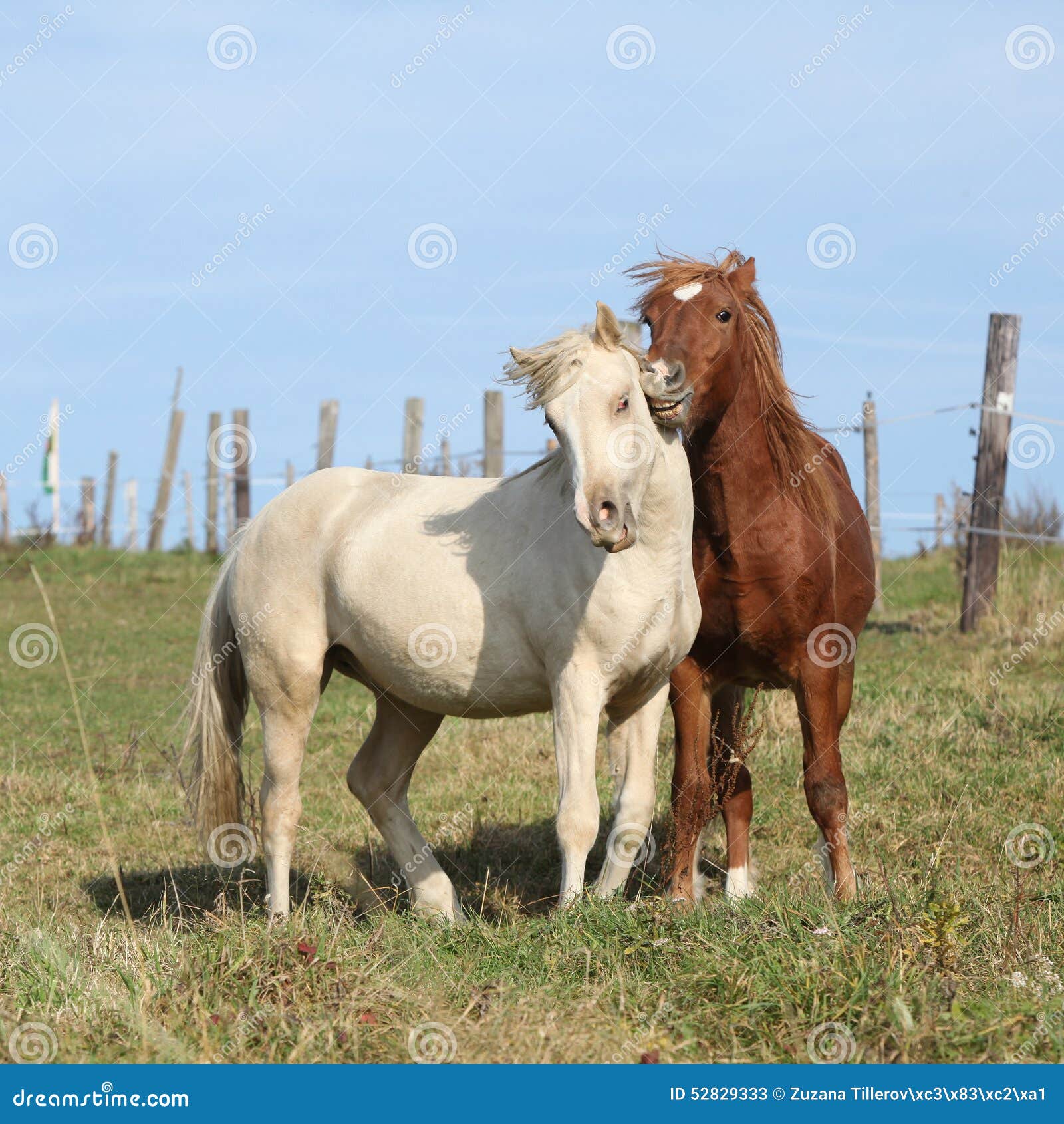 Two Young Stallions Playing Together Stock Image - Image of fighting ...