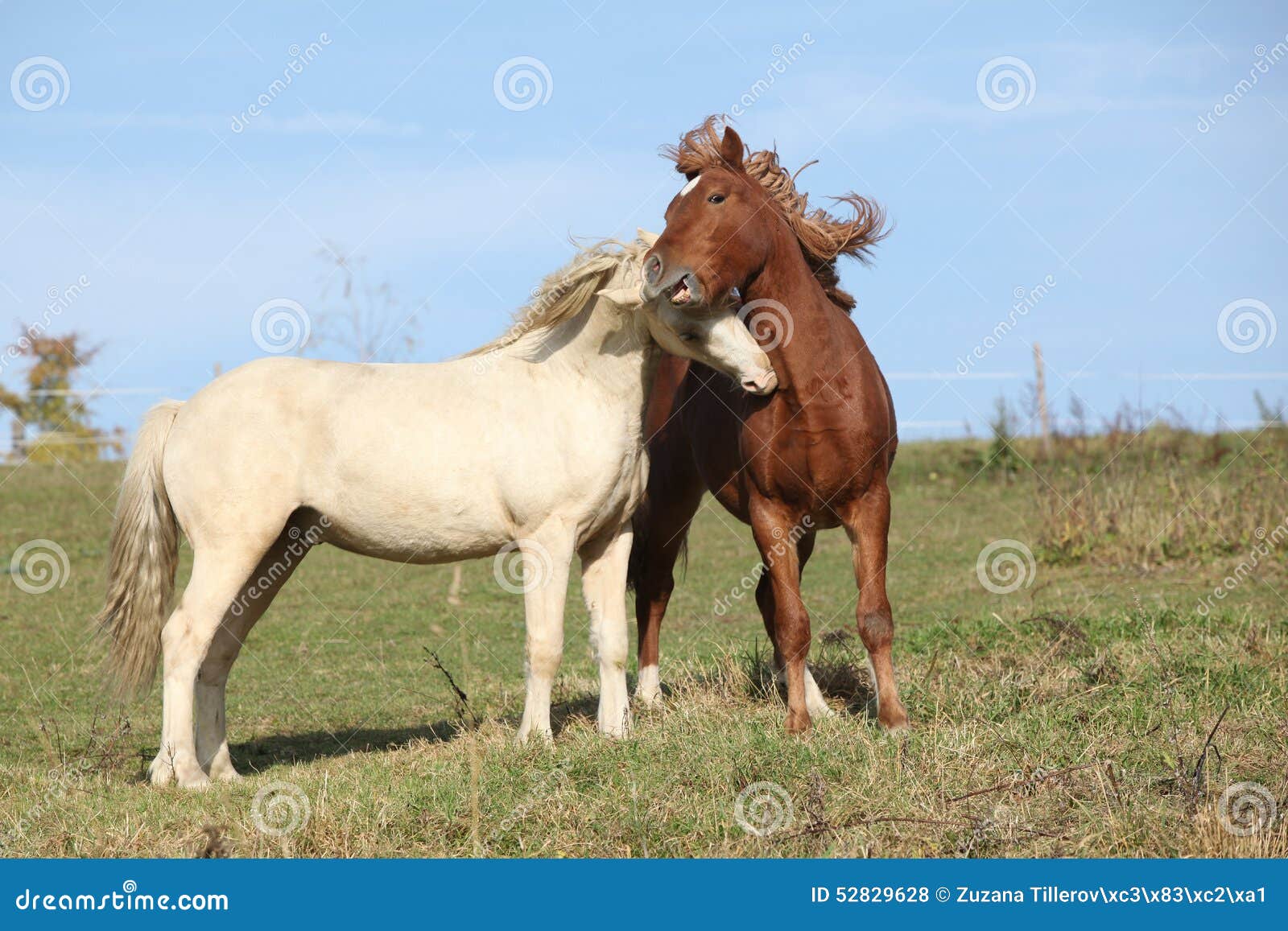 Two Young Stallions Playing Together Stock Photo - Image of fast, pony ...