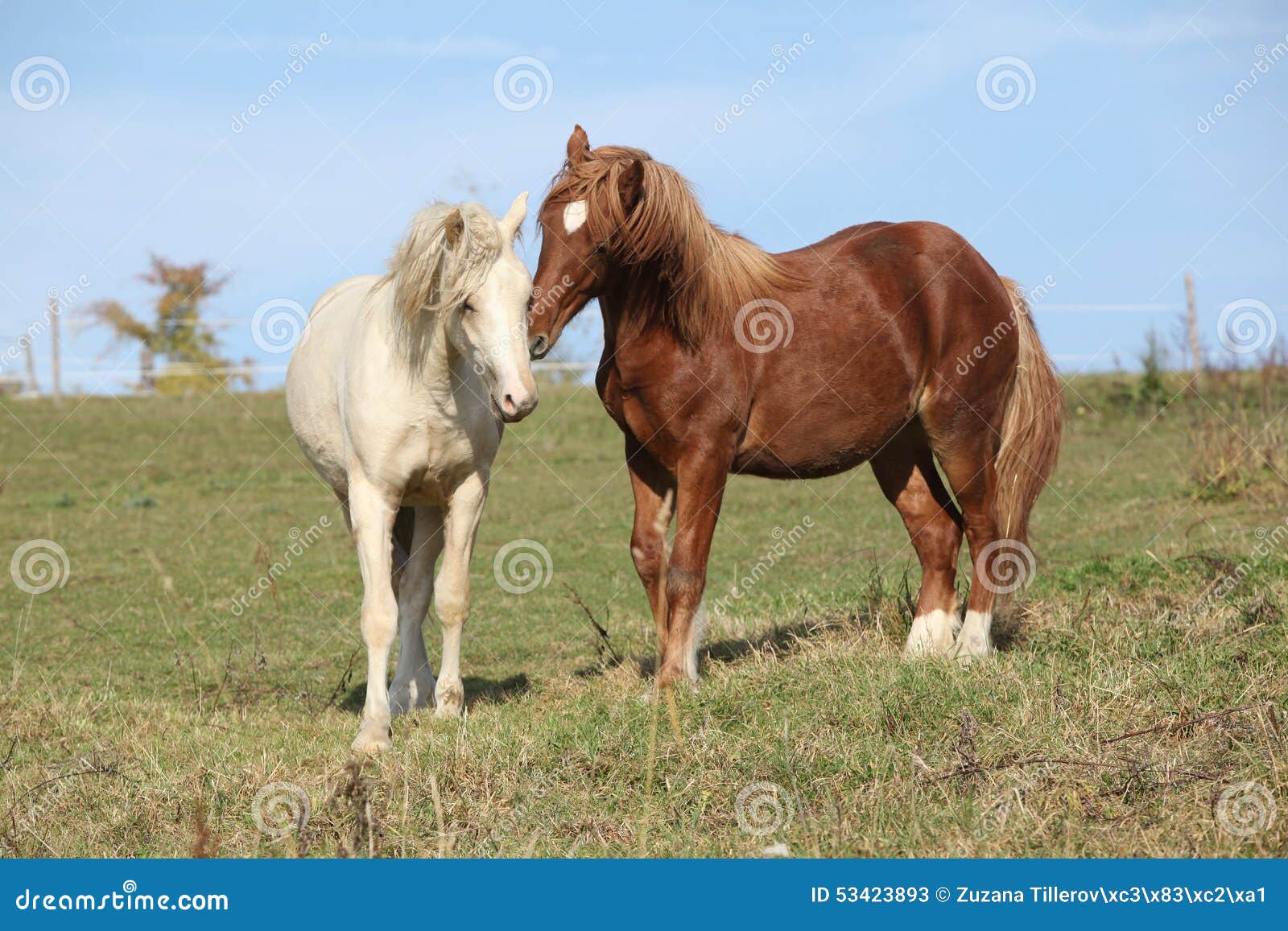 Two Young Stallions Playing Together Stock Image - Image of color ...