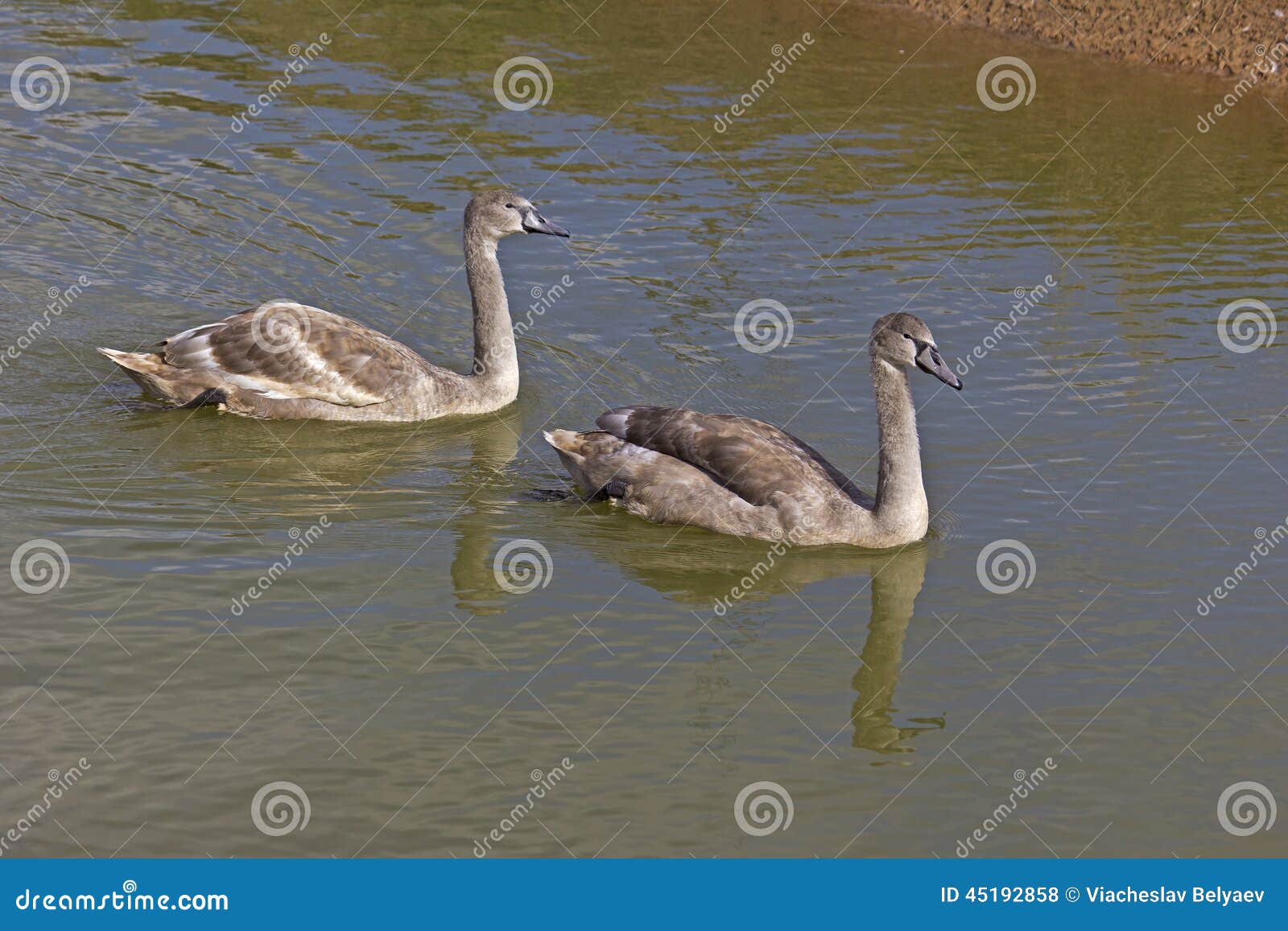 Two young swanlings stock photo. Image of young, animal - 45192858