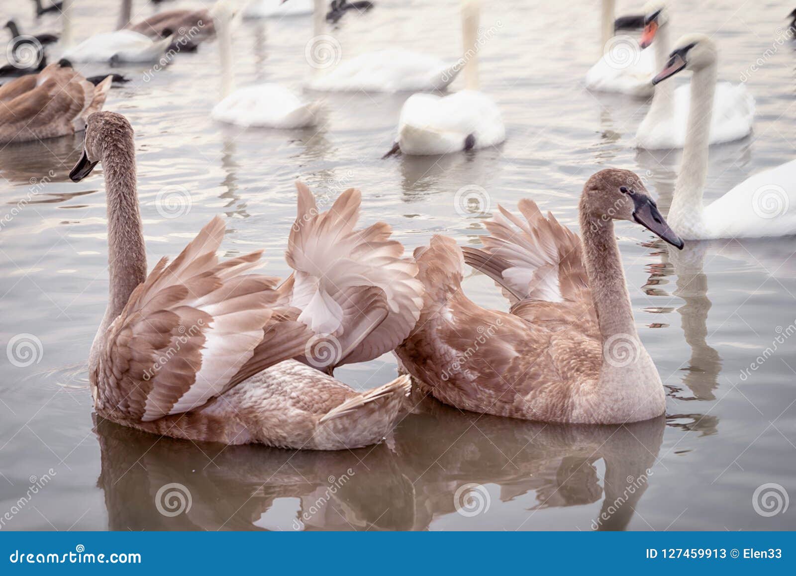 Two young swans dancing stock image. Image of grace - 127459913