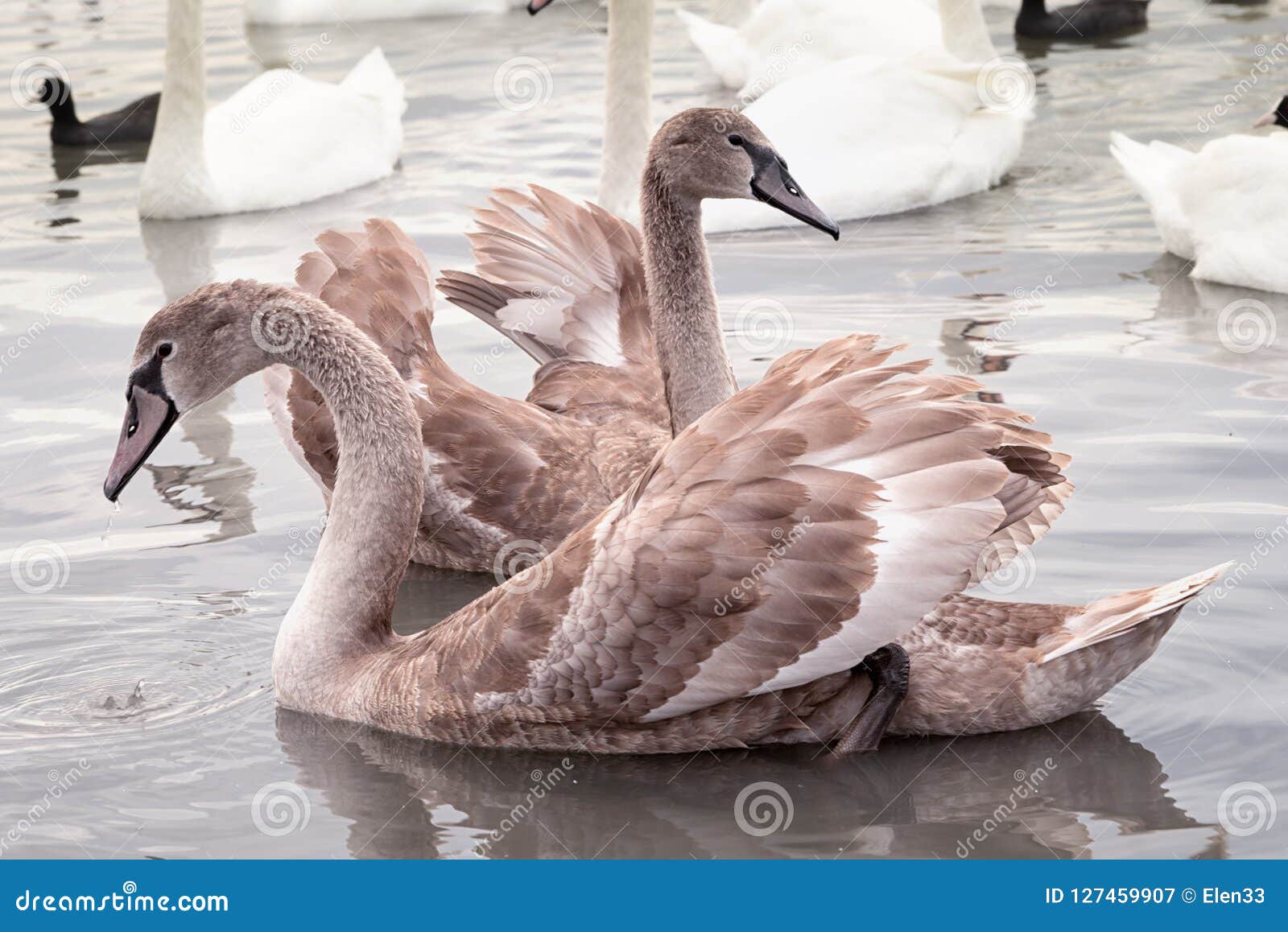 Two young swans dancing stock image. Image of long, park - 127459907