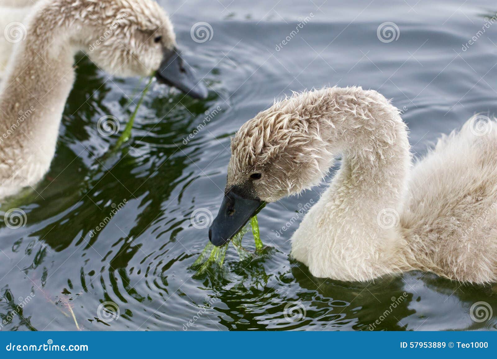 Two young swans are eating stock image. Image of birds - 57953889