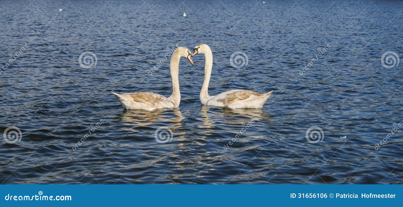 Two young swans stock photo. Image of pond, gentle, mirror - 31656106