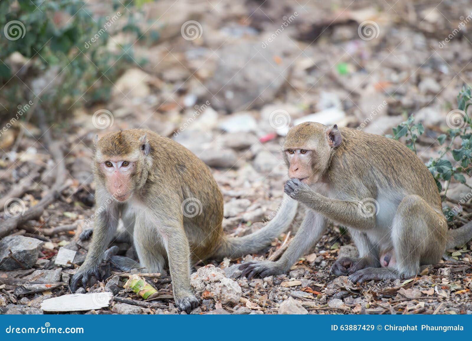 Two Young Thailand Monkey Eating Some Food on the Floor Stock Image ...