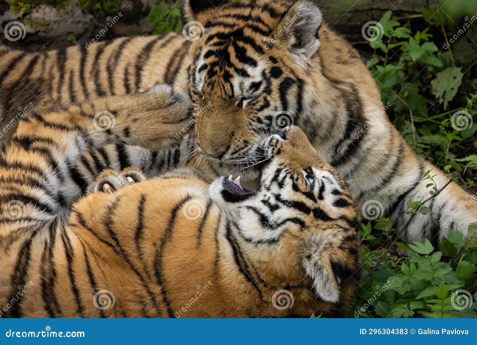 Two Young Tigers Play in the Forest of the Reserve in Close-up. Stock ...