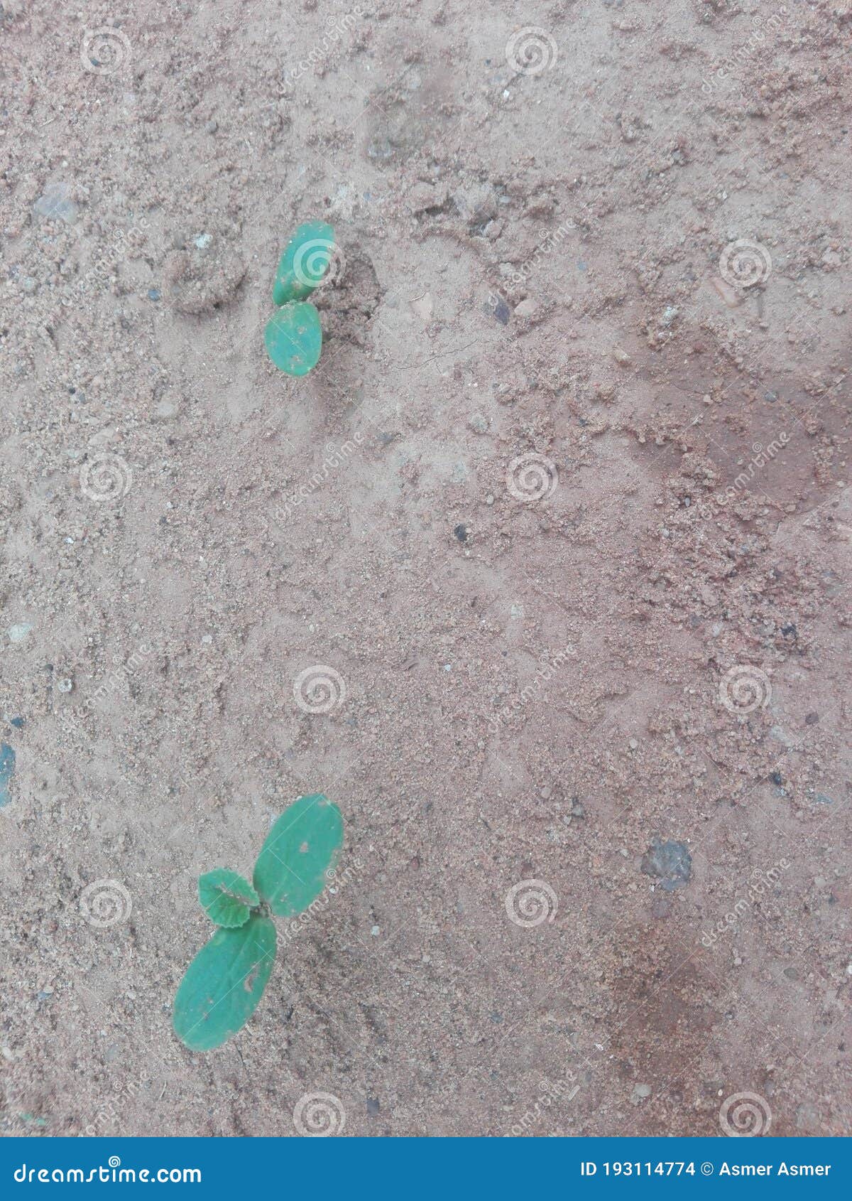 Two Young Trees at the Beginning of Their Life Stock Photo - Image of ...