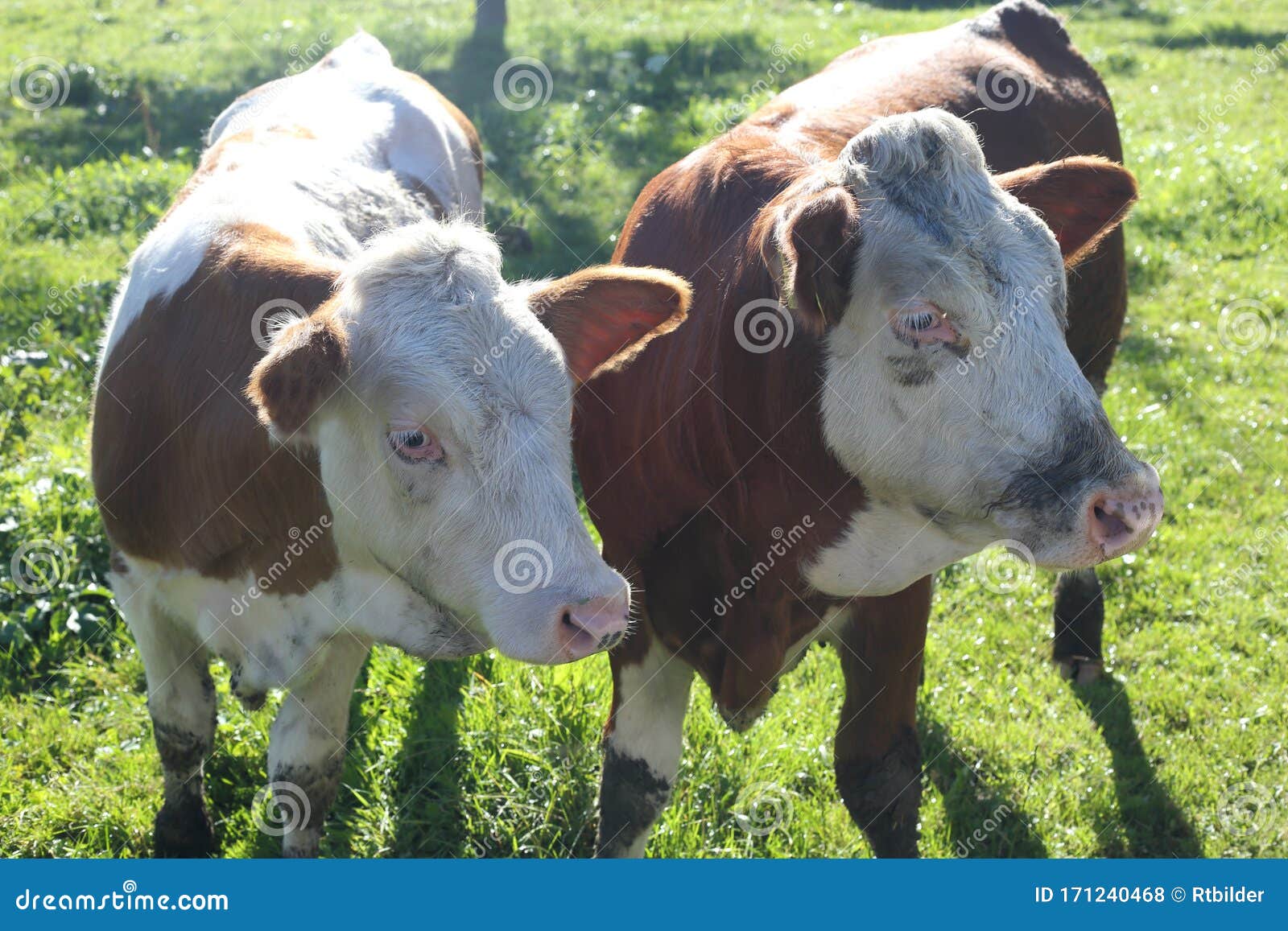 Two young twin cows stock photo. Image of adorable, field - 171240468