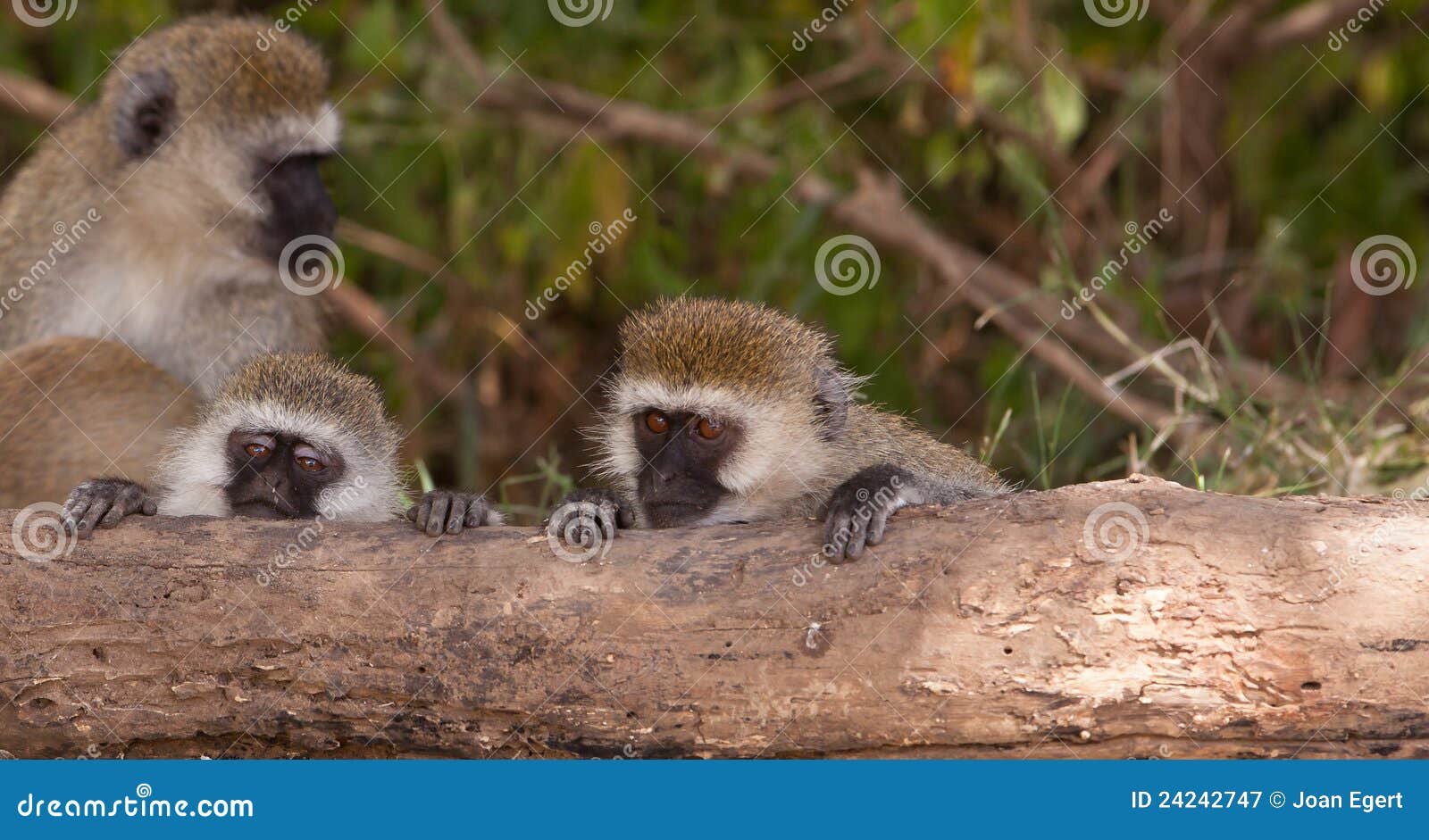 Two young Vervet Monkeys stock image. Image of chlorocebus - 24242747