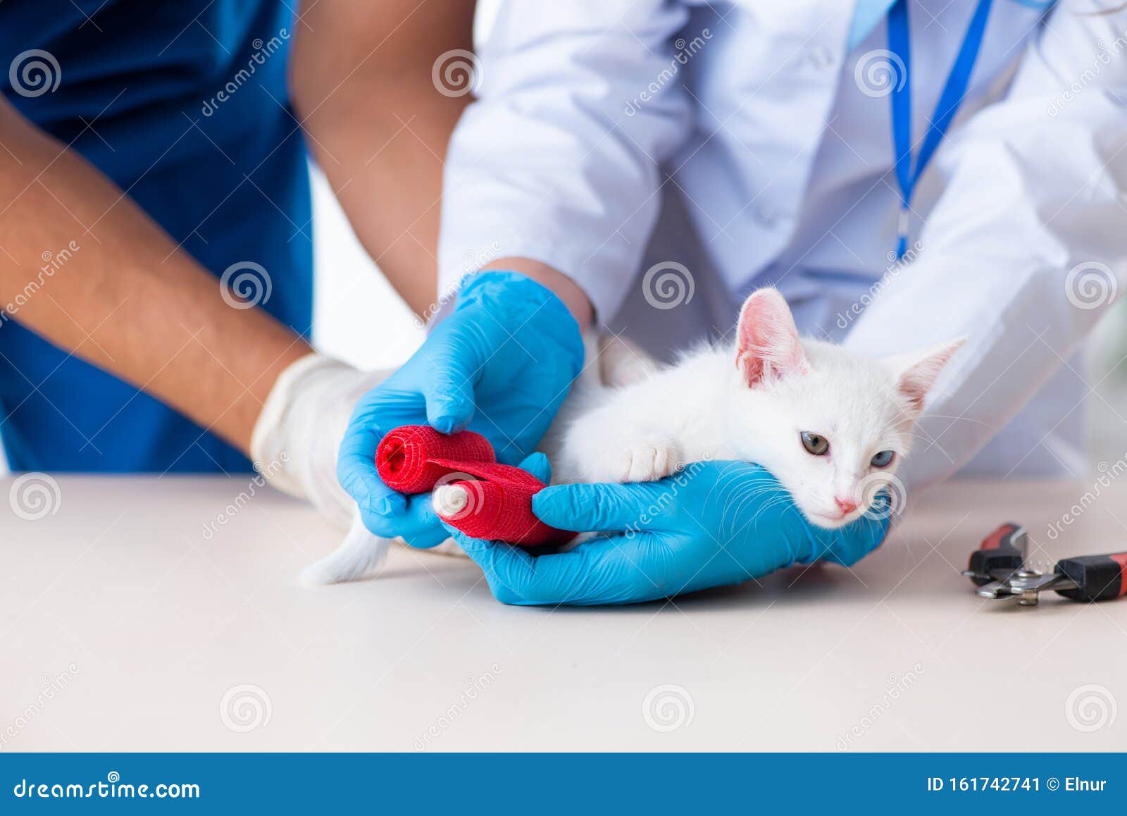 Two Young Vet Doctors Examining Sick Cat Stock Image - Image of injured ...