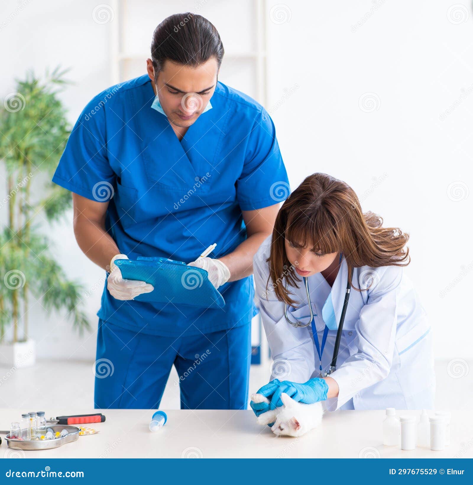 Two Young Vet Doctors Examining Sick Cat Stock Image - Image of health ...