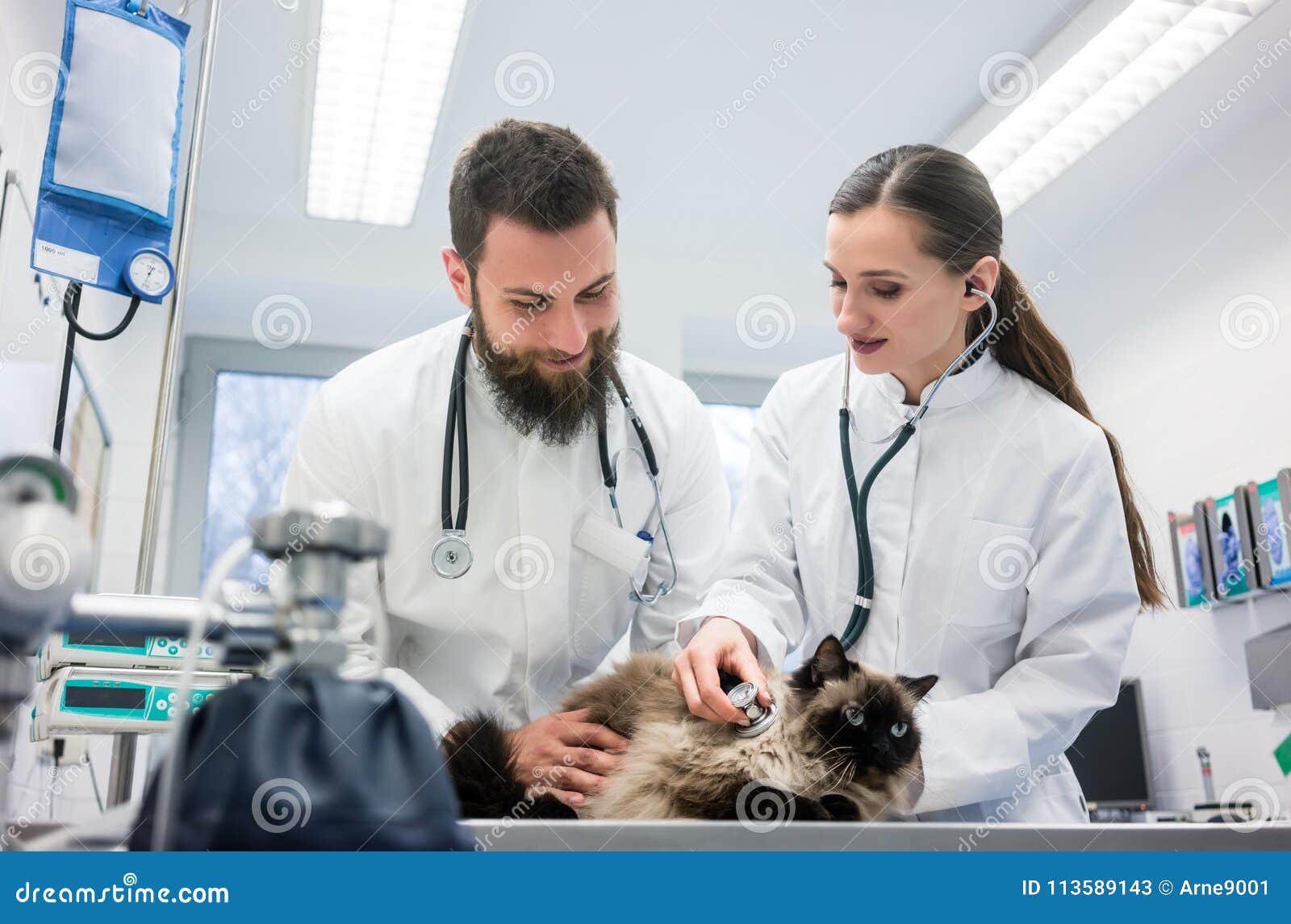 Two Young Veterinarian Doctors Examining a Cat Stock Image - Image of ...