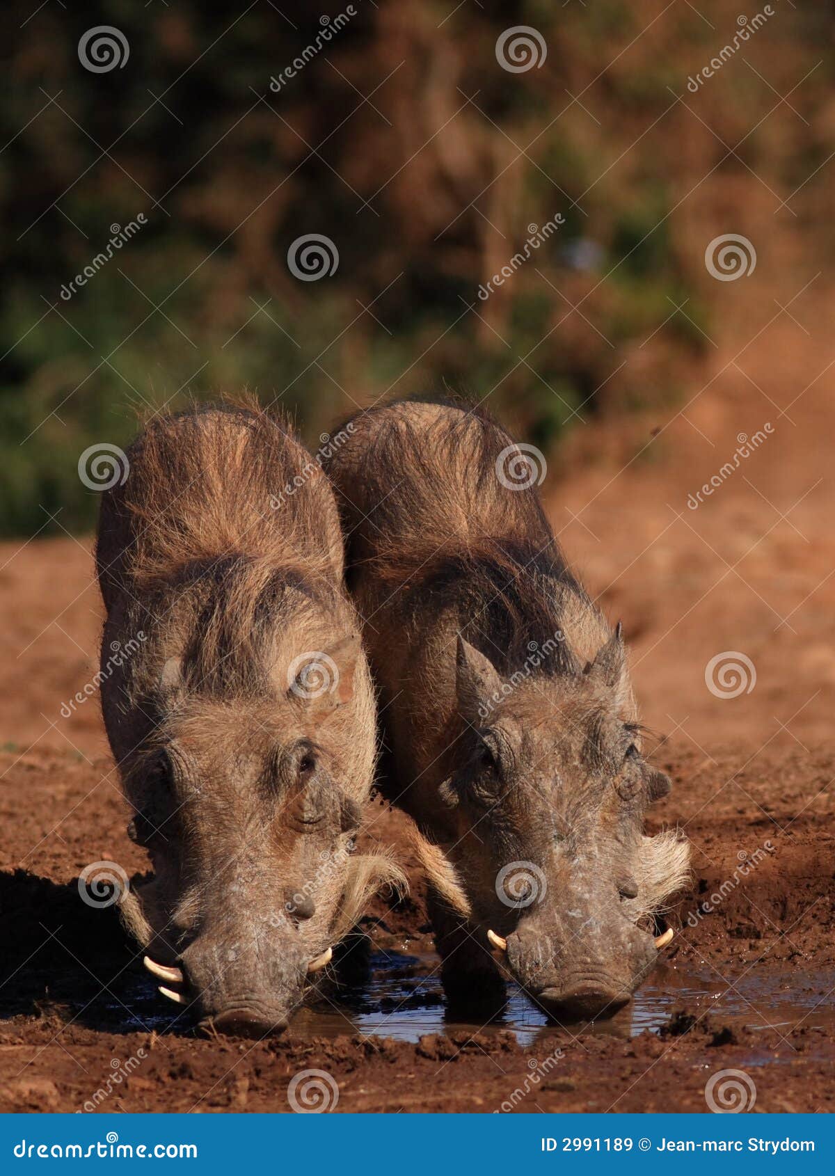 Two Young Warthogs stock image. Image of animal, africa - 2991189