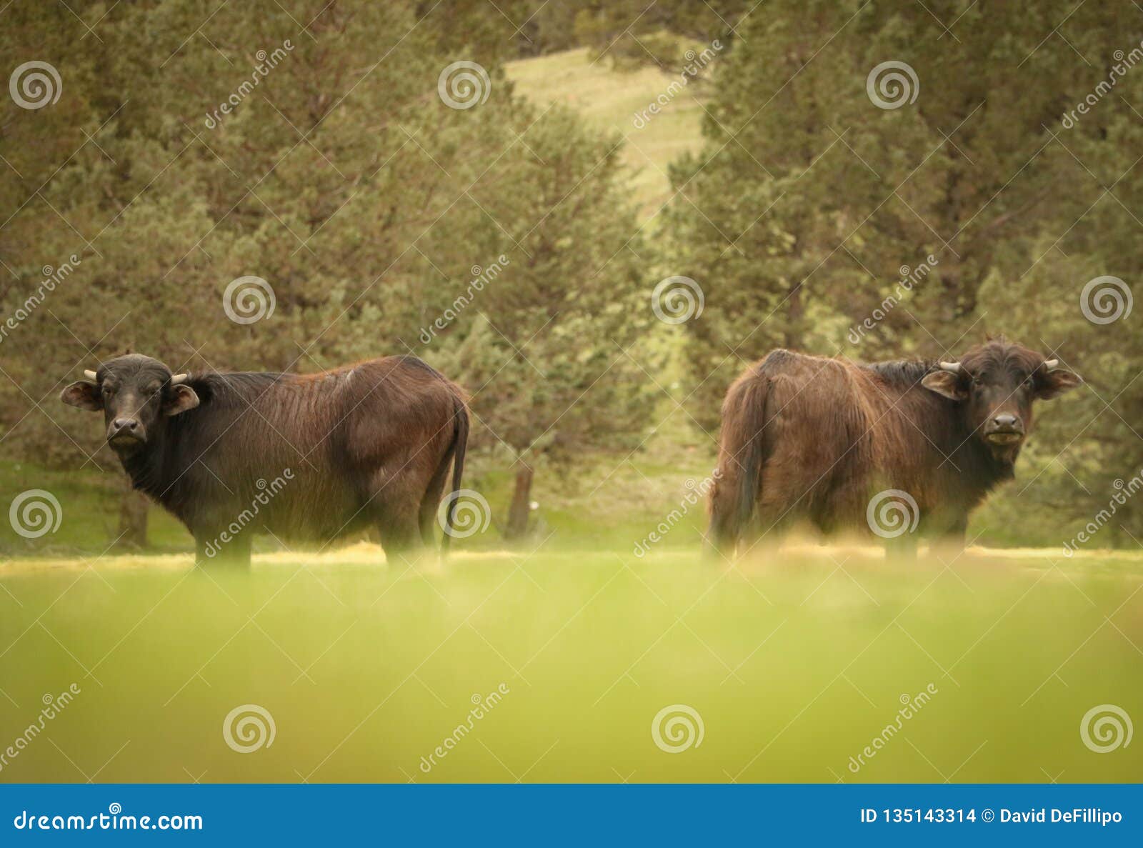 Two Buffalo Looking Towards the Camera Stock Photo - Image of desert ...