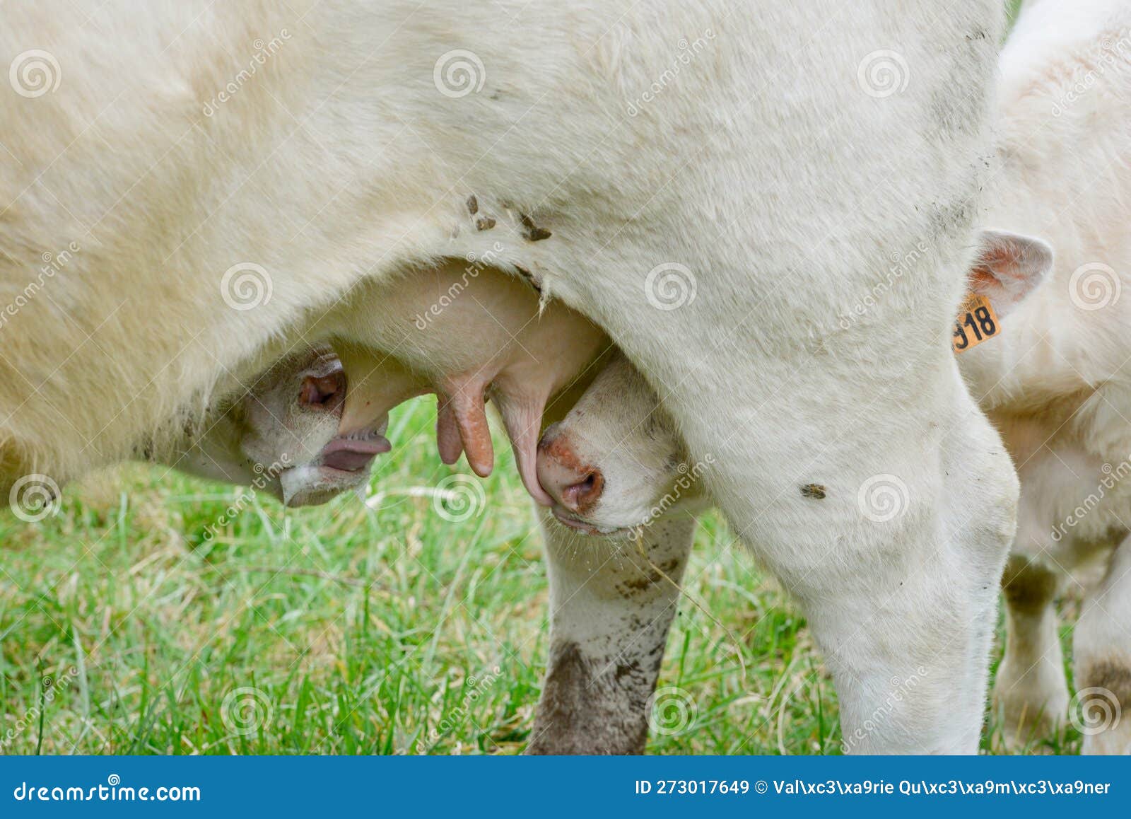 Two Young White Calves Suckling Stock Image - Image of field, white ...