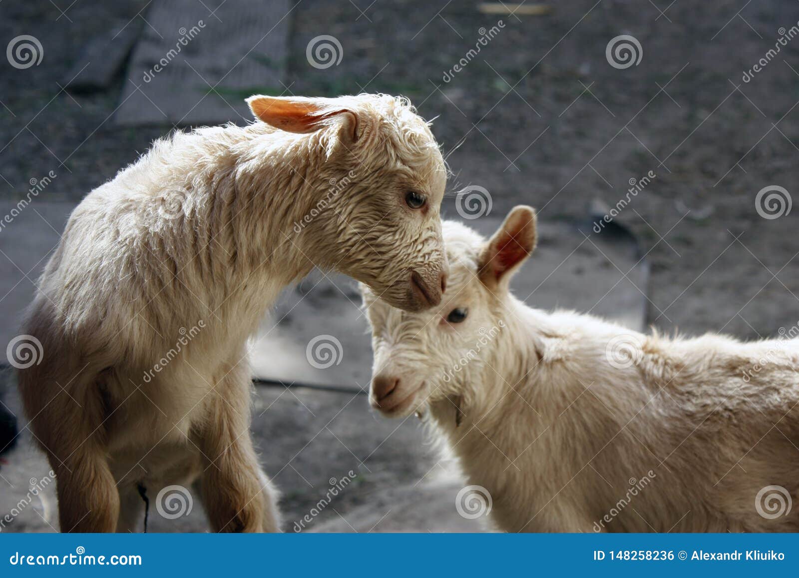 Two Young White Goats Play with Each Other. Close-up Stock Photo ...
