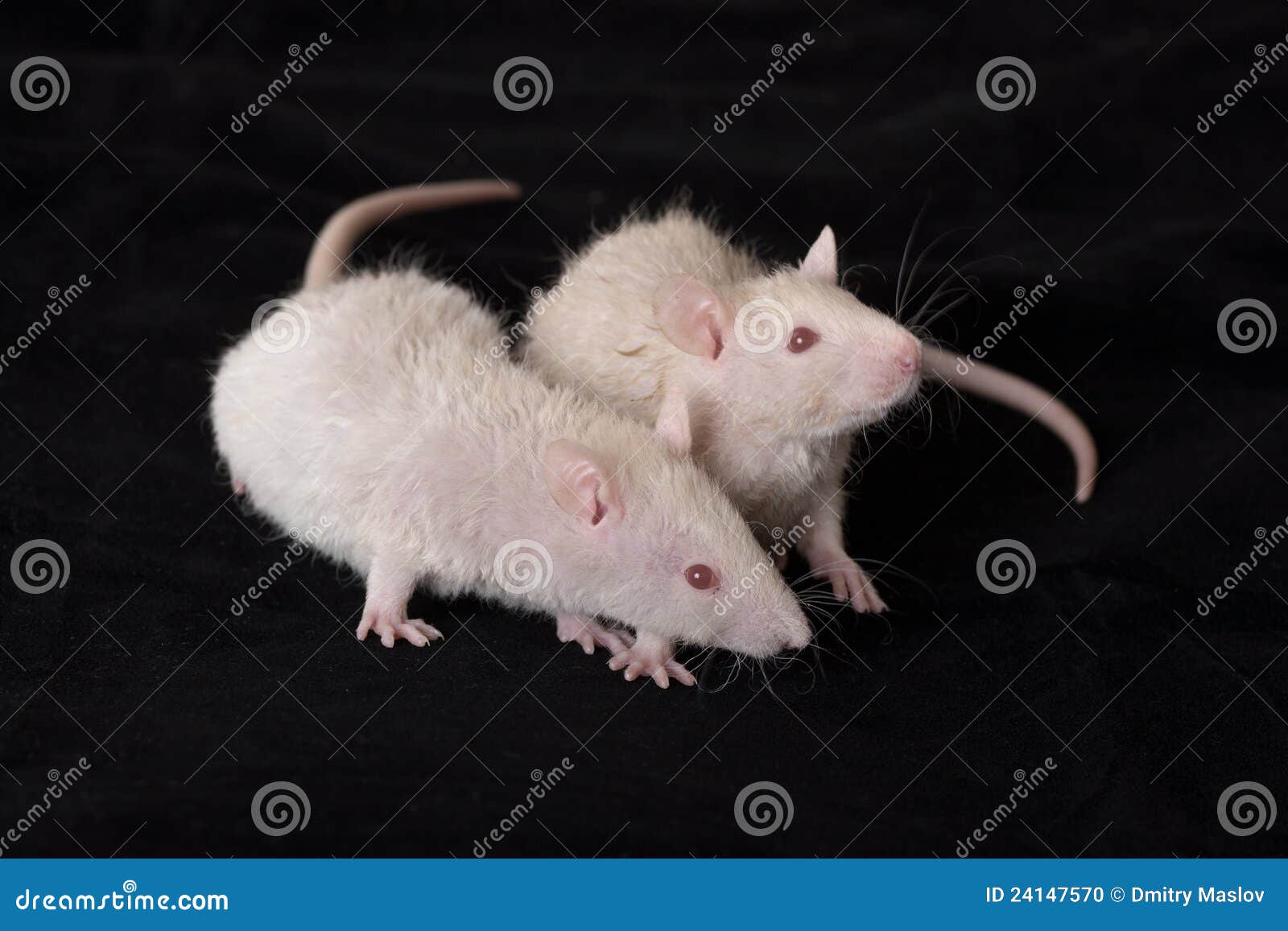 Cute White Rats