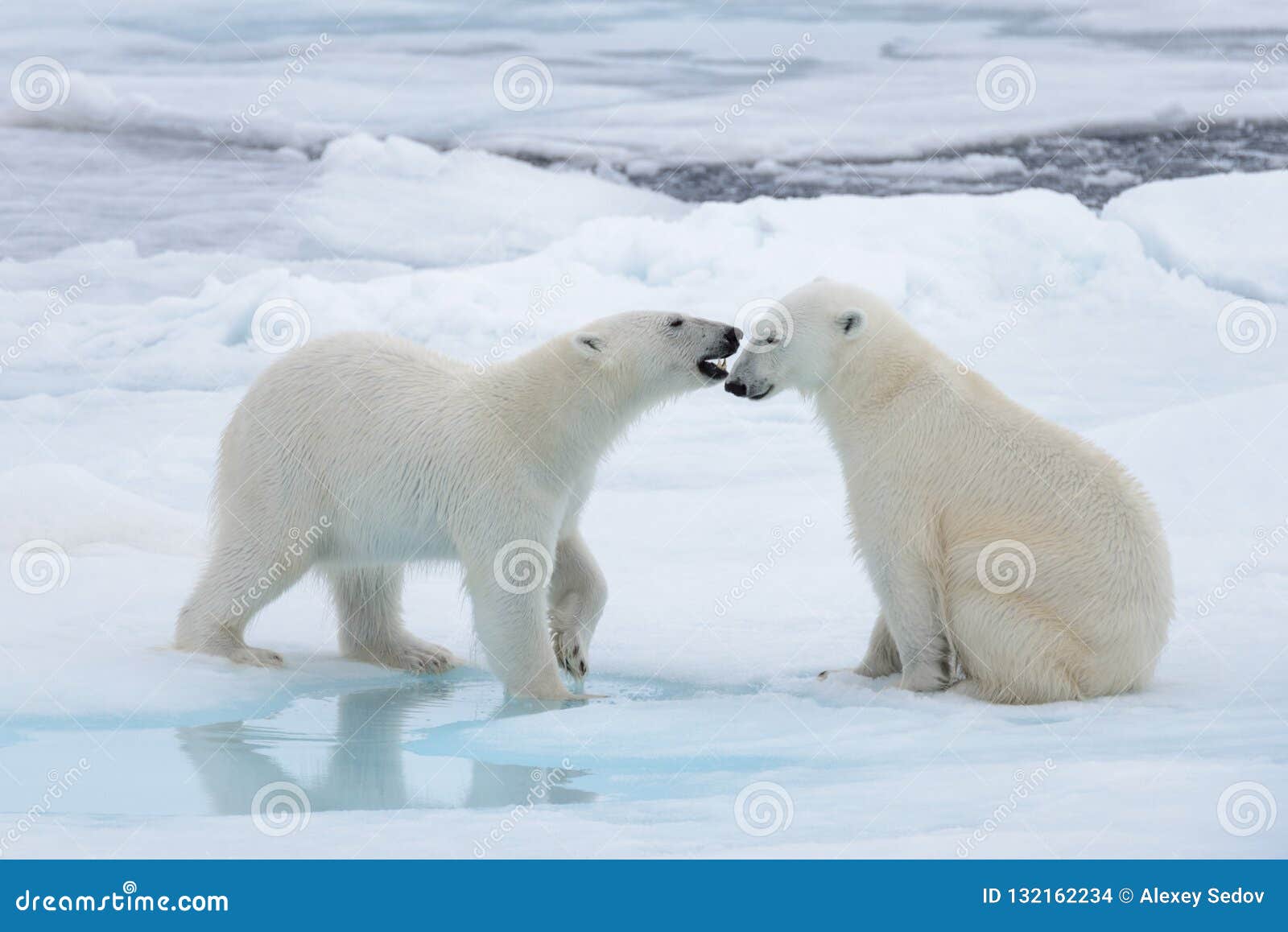 Two Young Wild Polar Bears Playing on Pack Ice Stock Photo - Image of ...