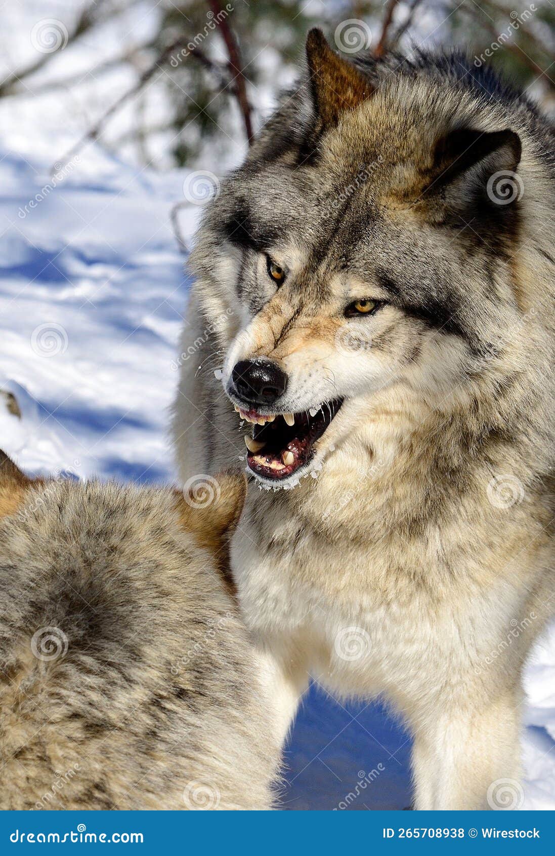 Wolves Fighting Each Other