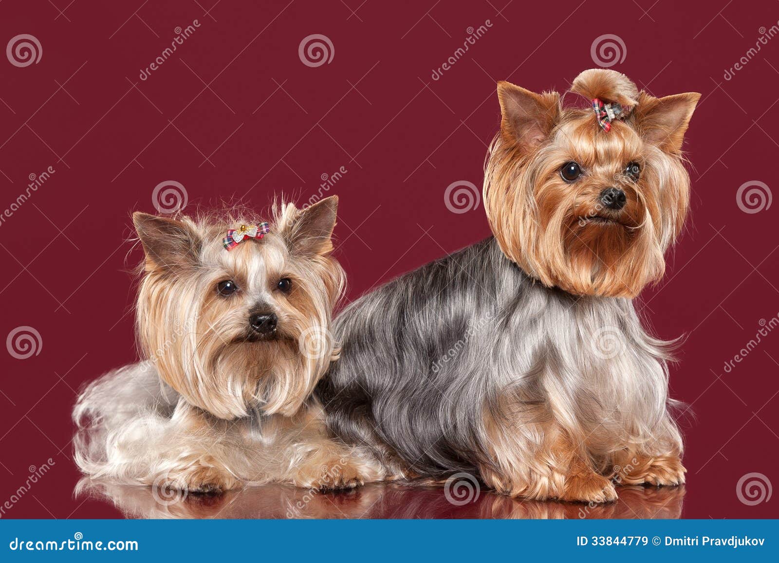 Two Young Yorkies on Dark Red Background Stock Image - Image of puppy ...
