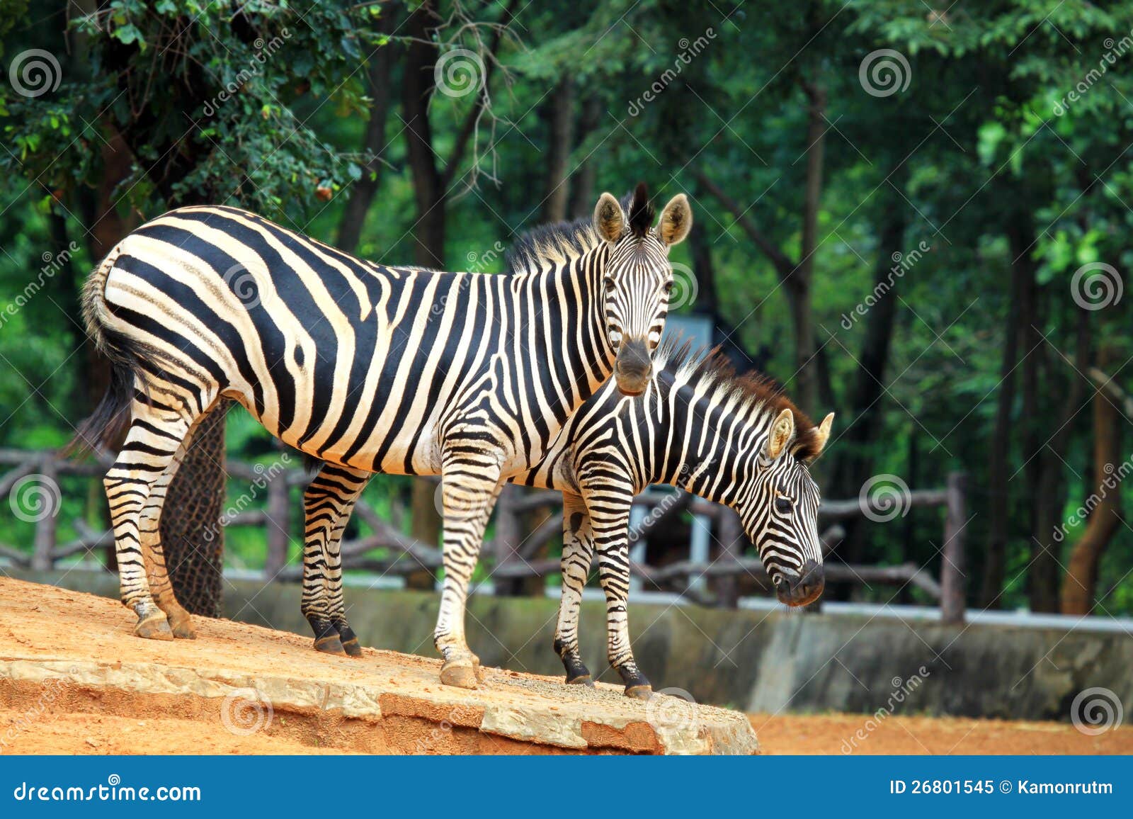 Two zebra stock image. Image of burchell, african, horse - 26801545