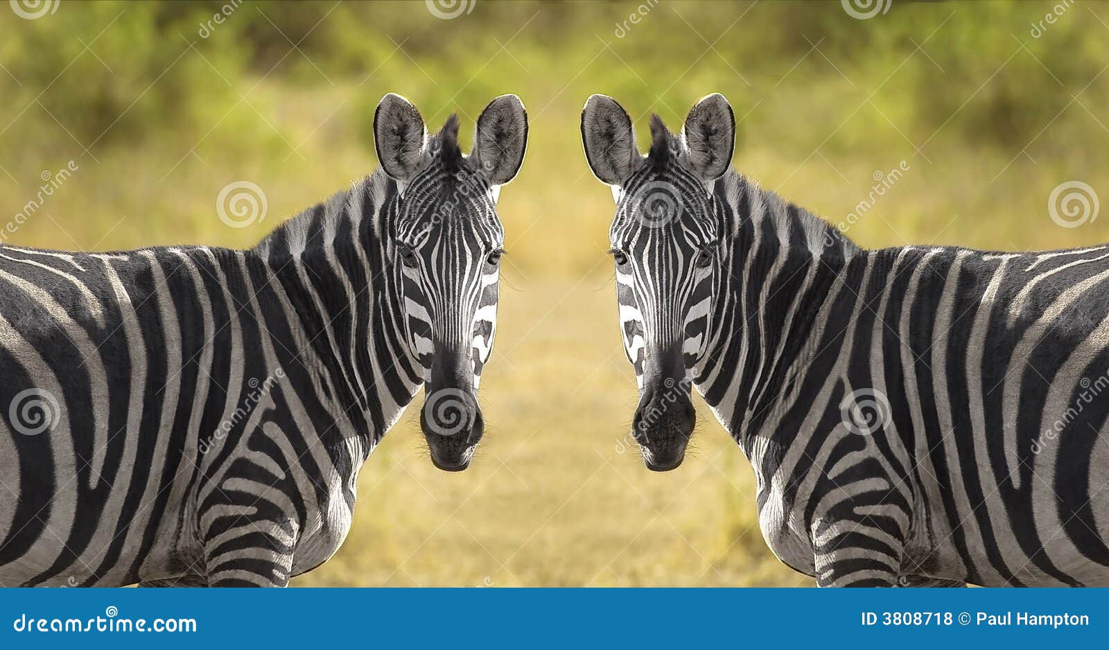 Two Zebra stock illustration. Illustration of kenya, country - 3808718