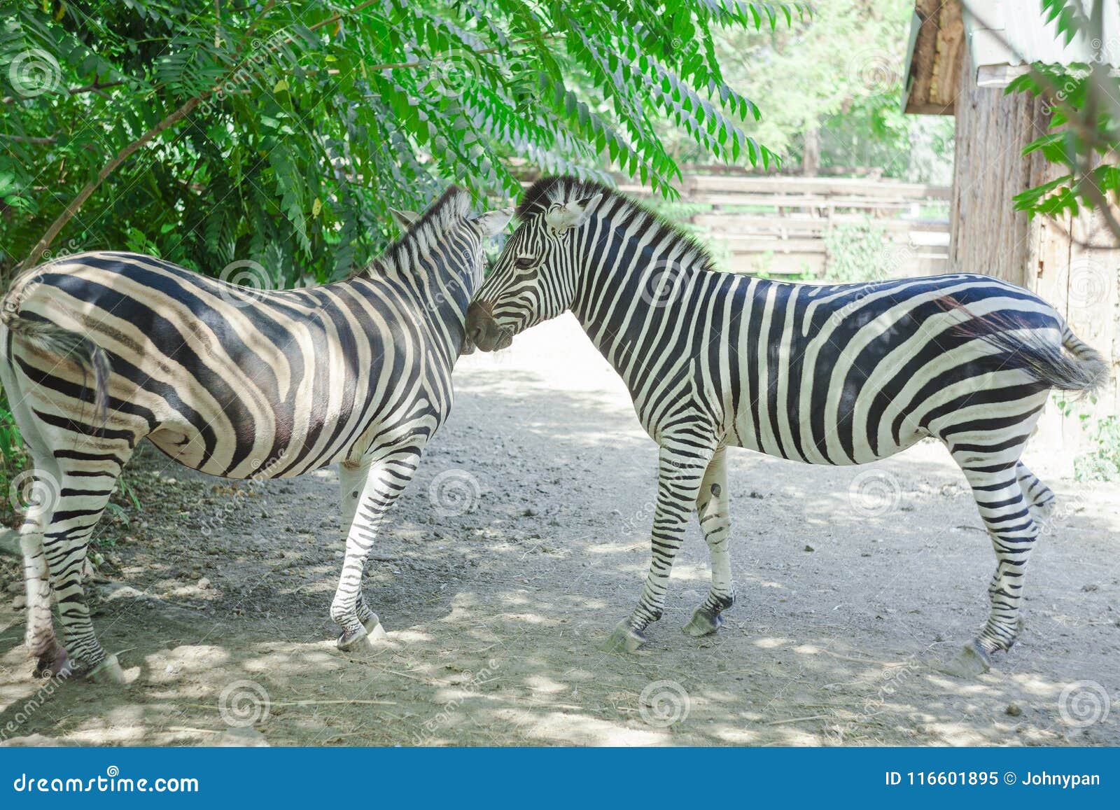 Two zebra animals stock image. Image of hair, print - 116601895