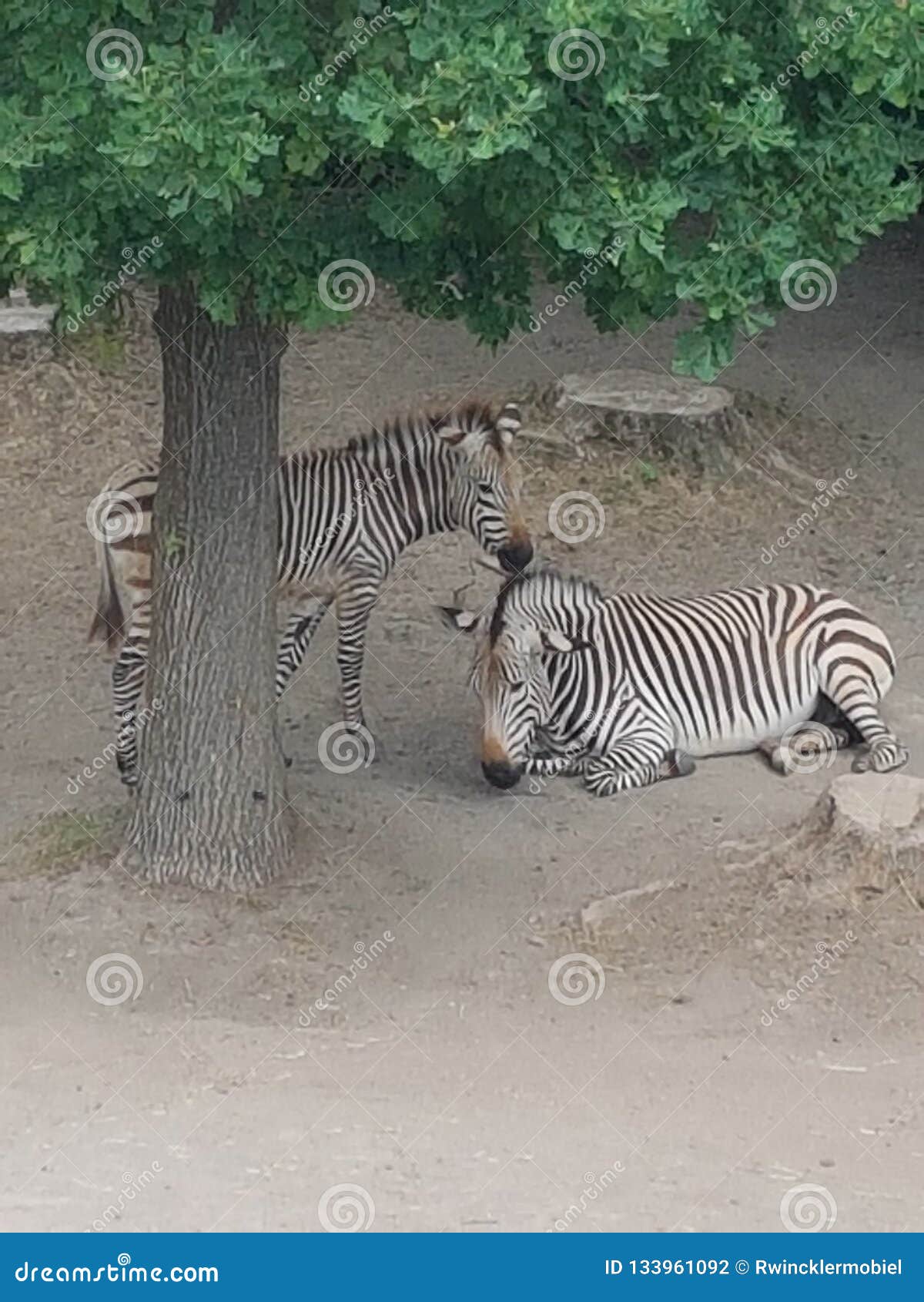 Zebra stock photo. Image of africa, brothers, stripes - 133961092