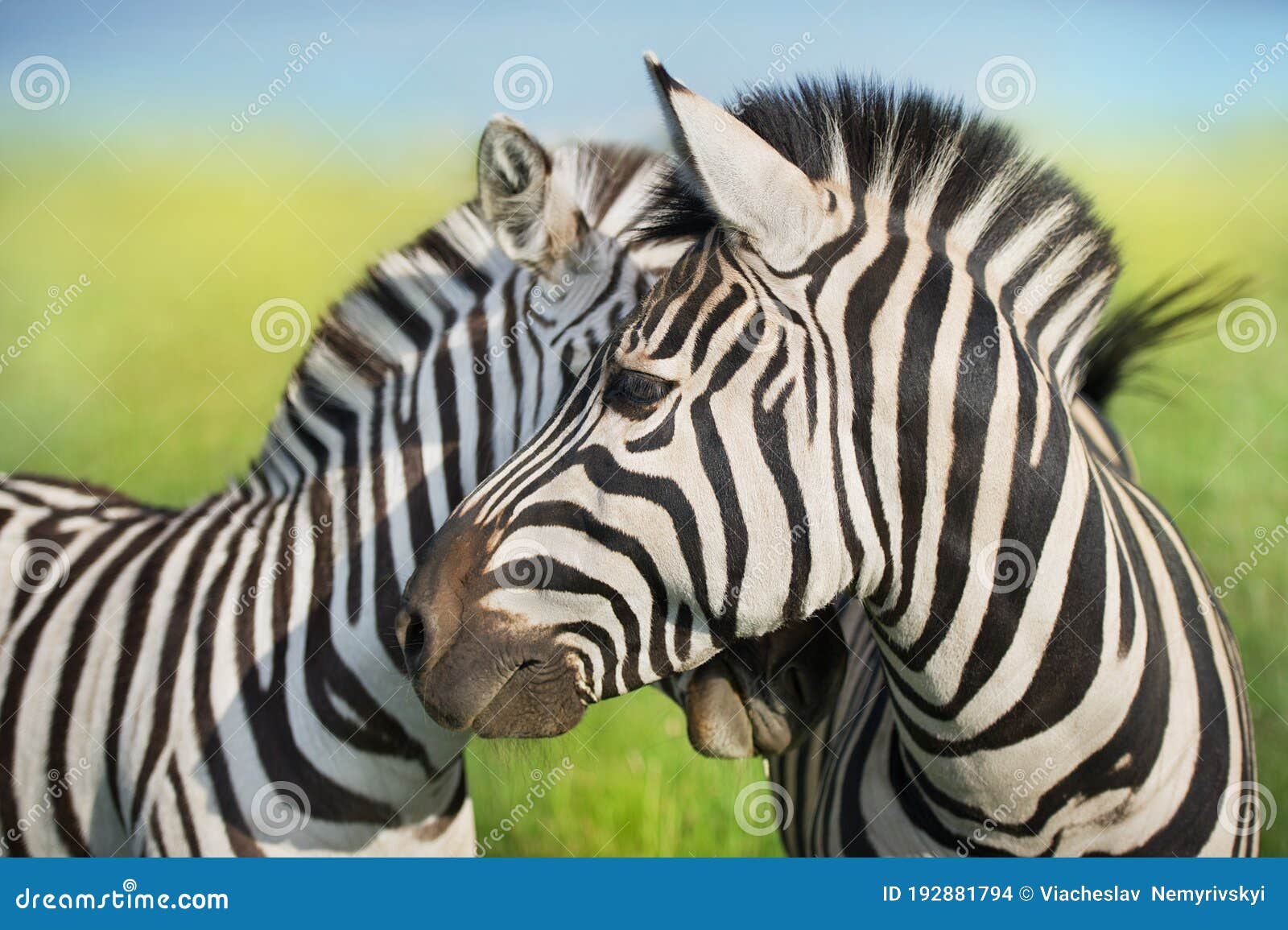 Two zebra portrait stock photo. Image of animal, landscape - 192881794
