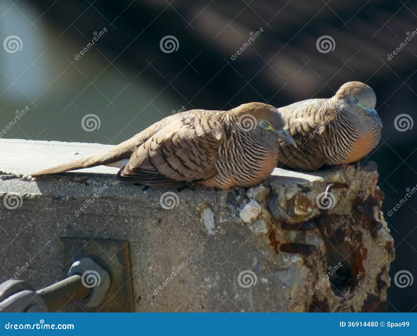 Two zebra dove slept stock photo. Image of post, geopelia - 36914480