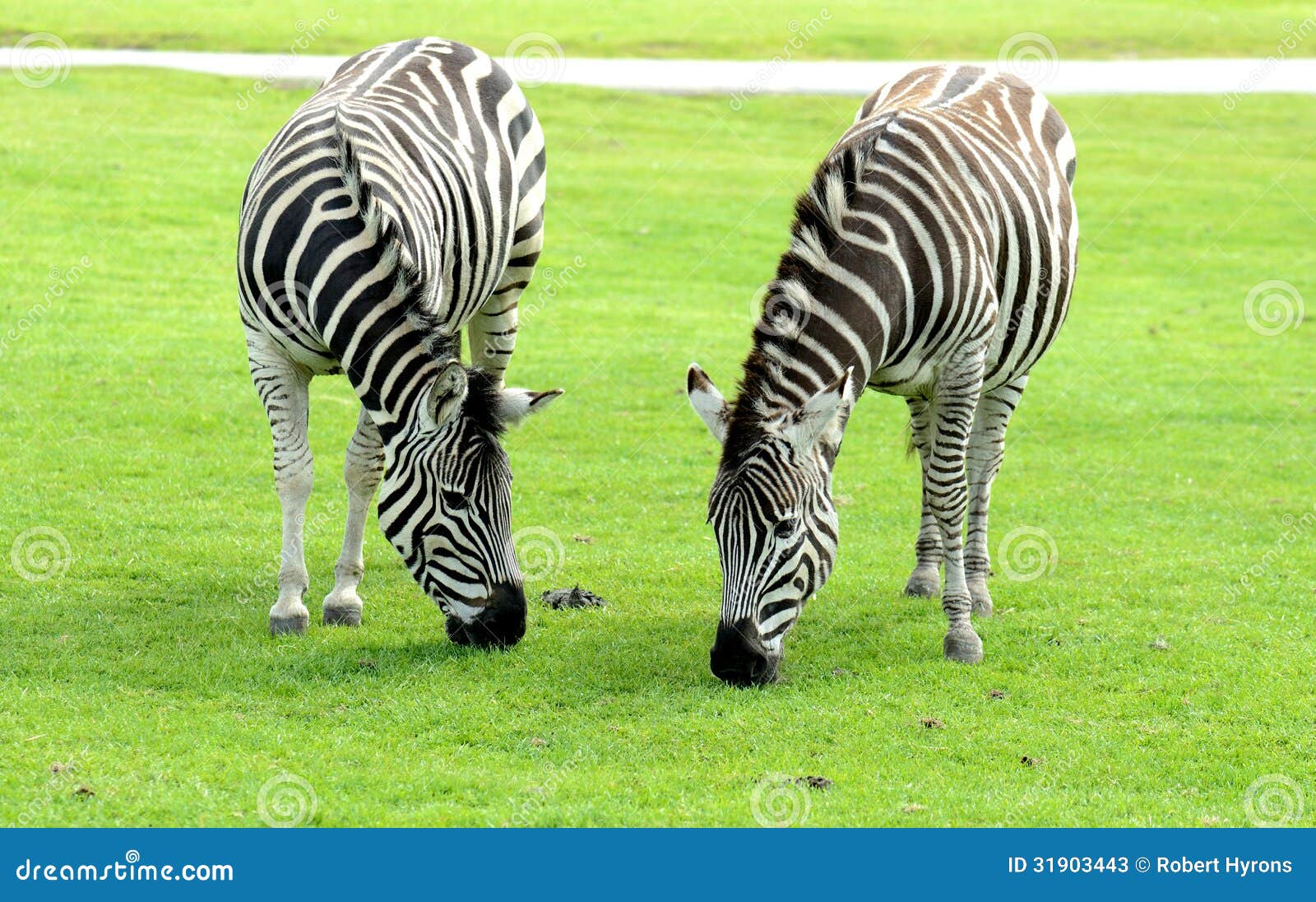 Two Zebra eating stock image. Image of safari, black - 31903443