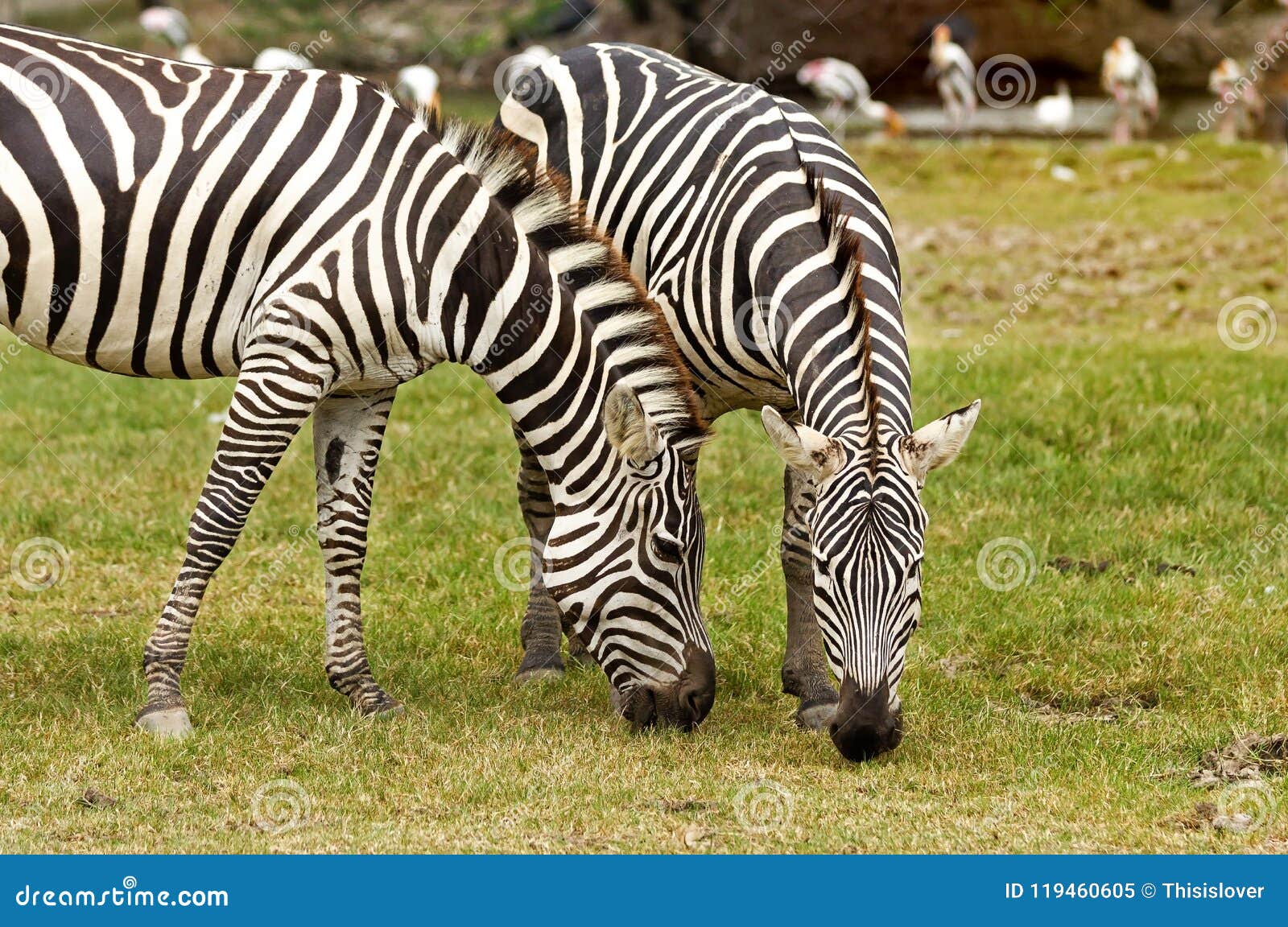 Two zebra eating grass. stock image. Image of forest - 119460605