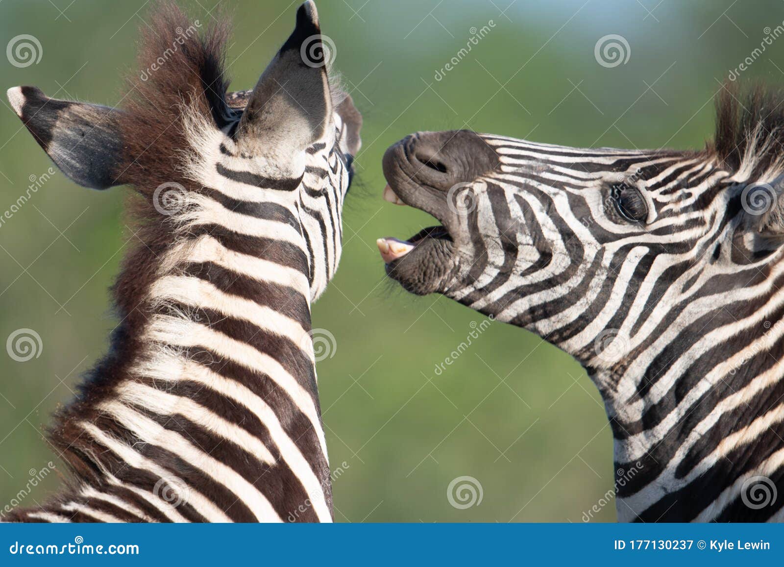 Zebra fighting playfully stock image. Image of profile - 177130237