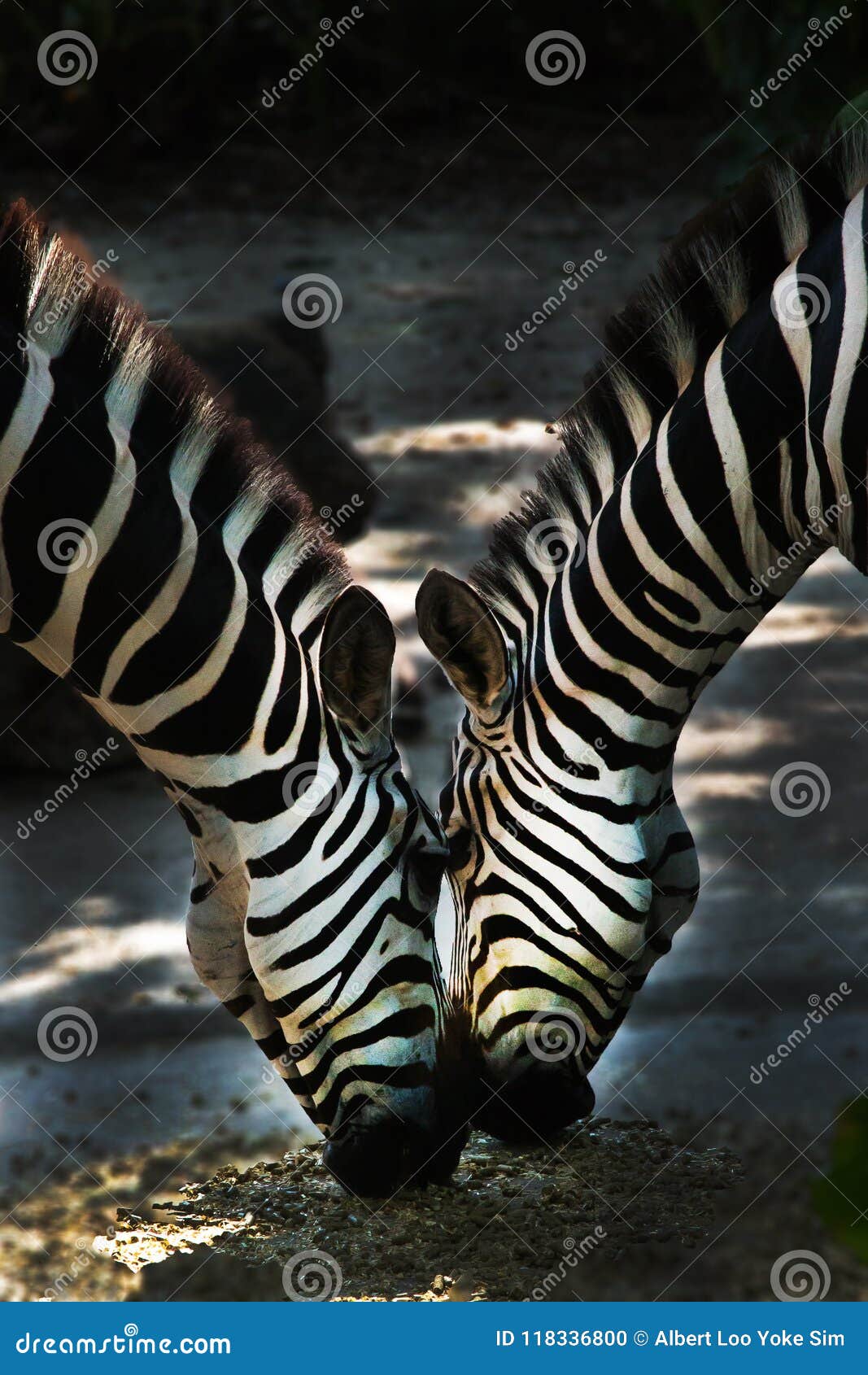 Two zebra grazing stock photo. Image of symmetrical - 118336800