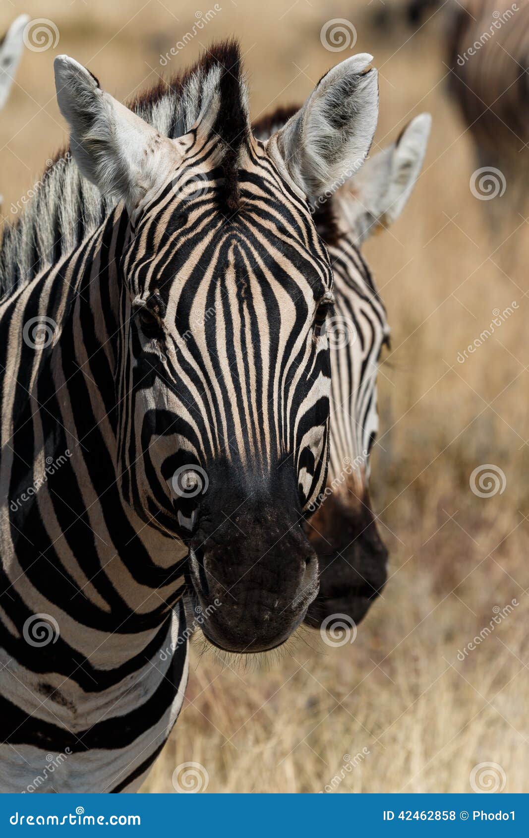 Two zebra heads stock photo. Image of detail, contrast - 42462858