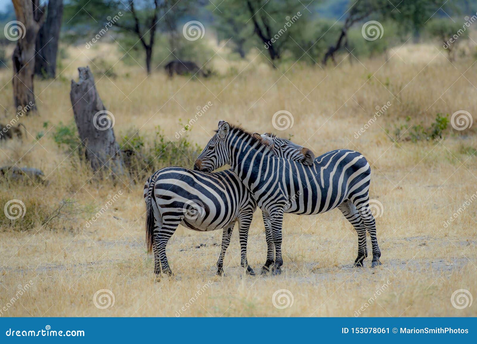 Two Zebra, One Resting Its Head on the Back of the Other Zebra Stock ...