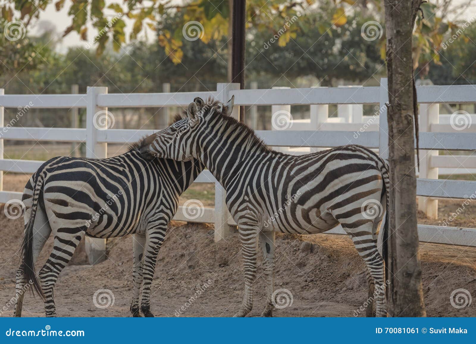 Two zebra stock image. Image of white, wild, african - 70081061
